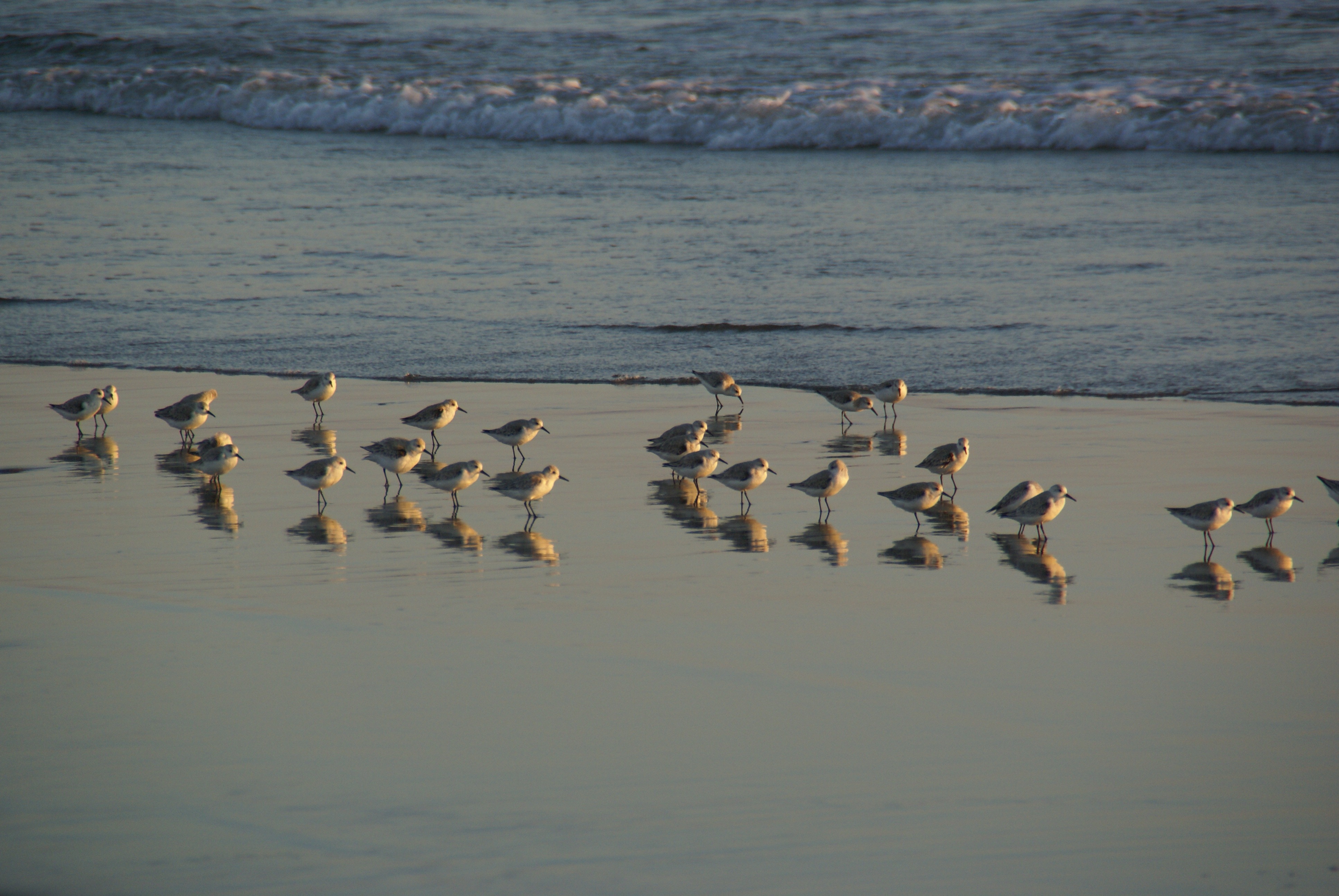 Seagulls Gulls Shore free image download