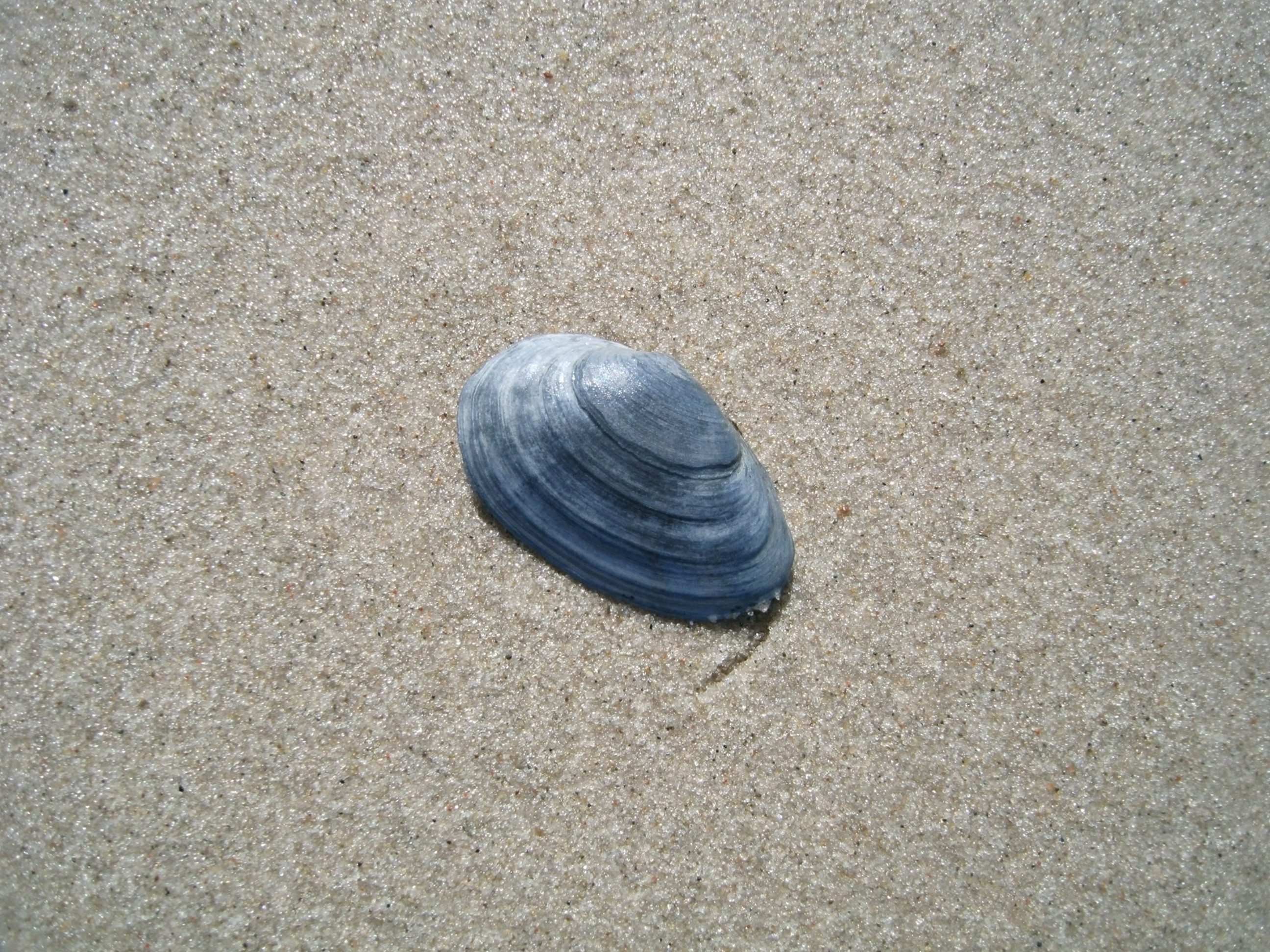 Shell Baltic Sea Sand Beach free image download