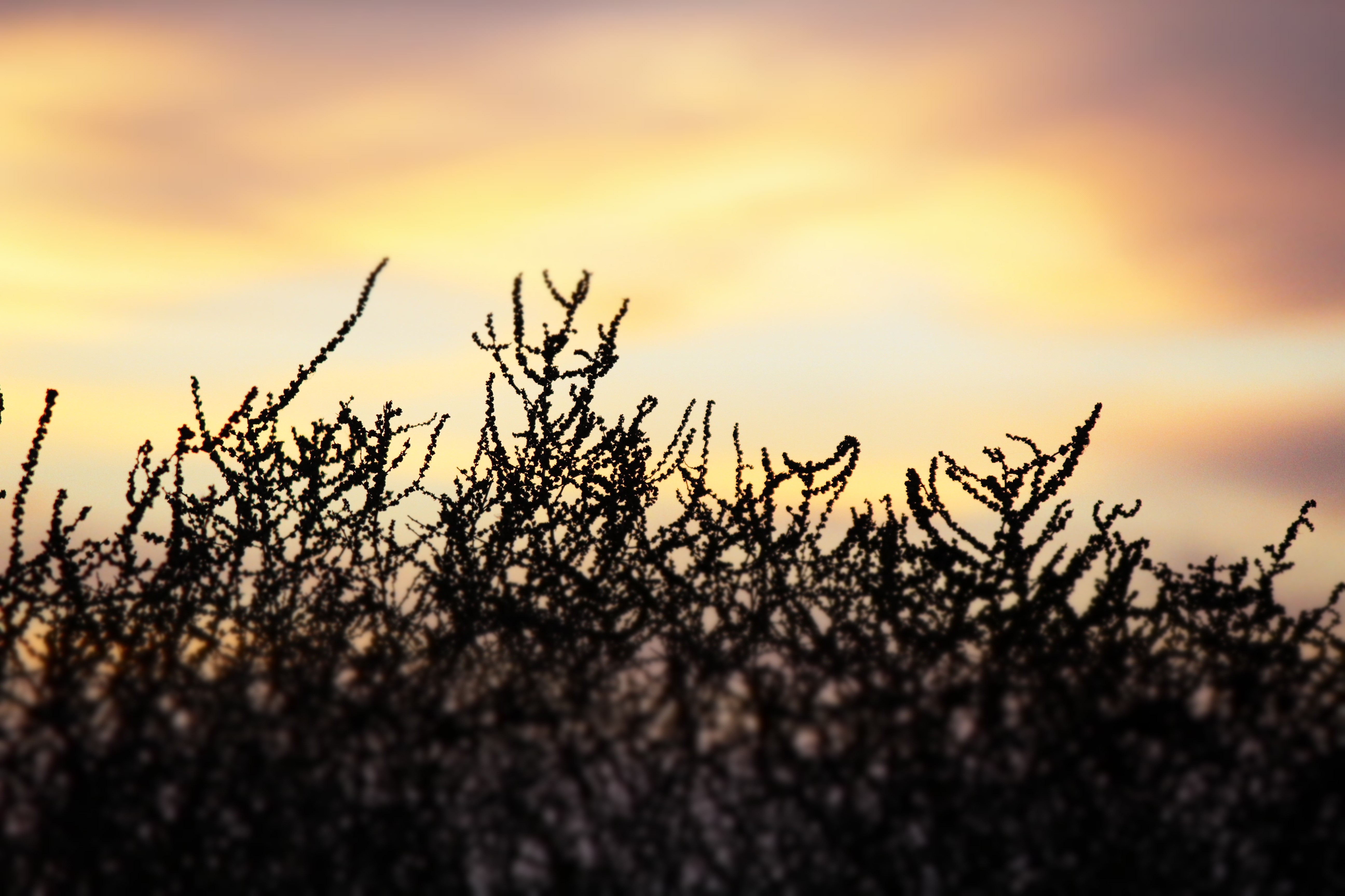Sunset Plant Black free image download