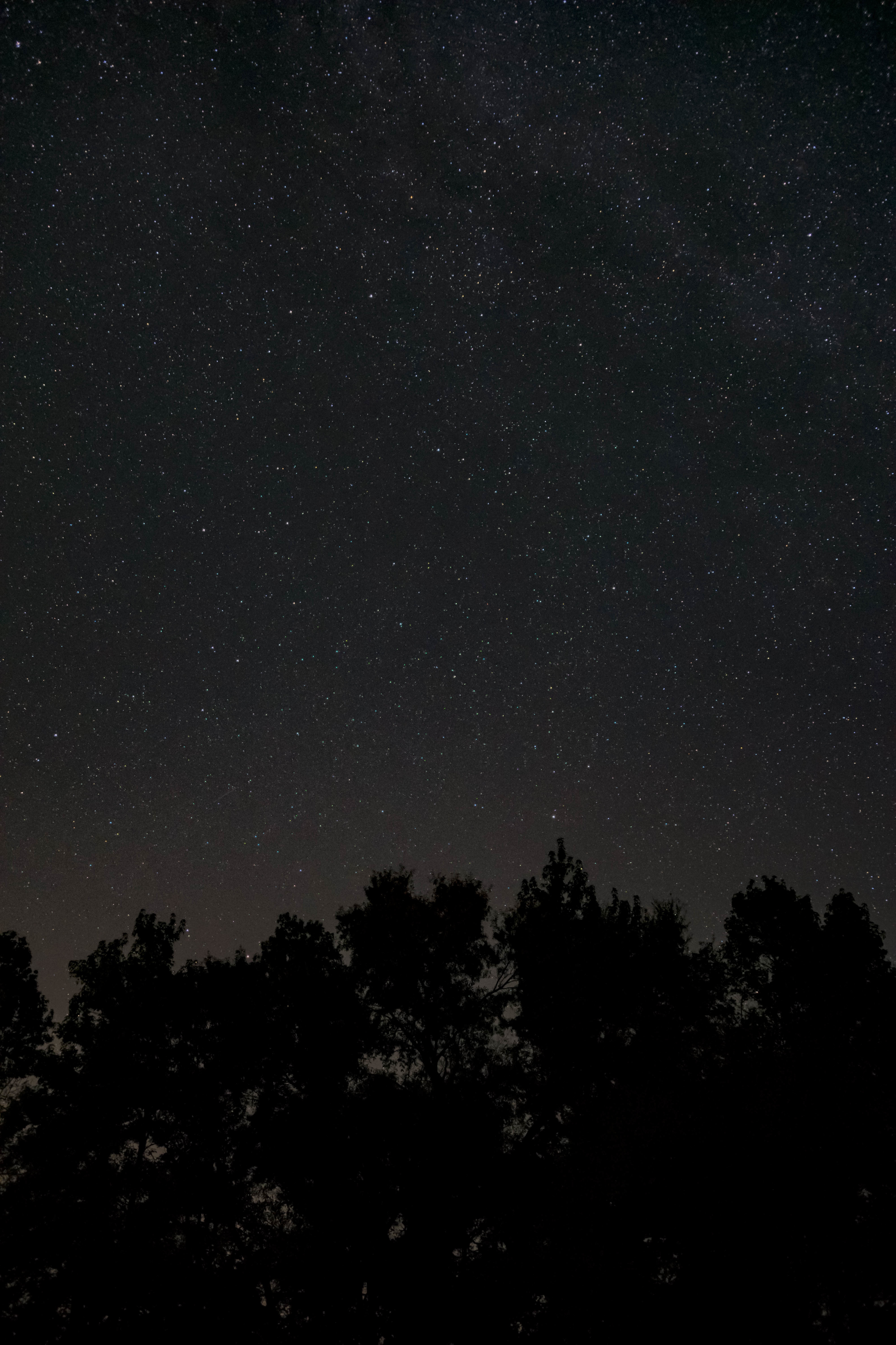 Night Dark Trees free image download
