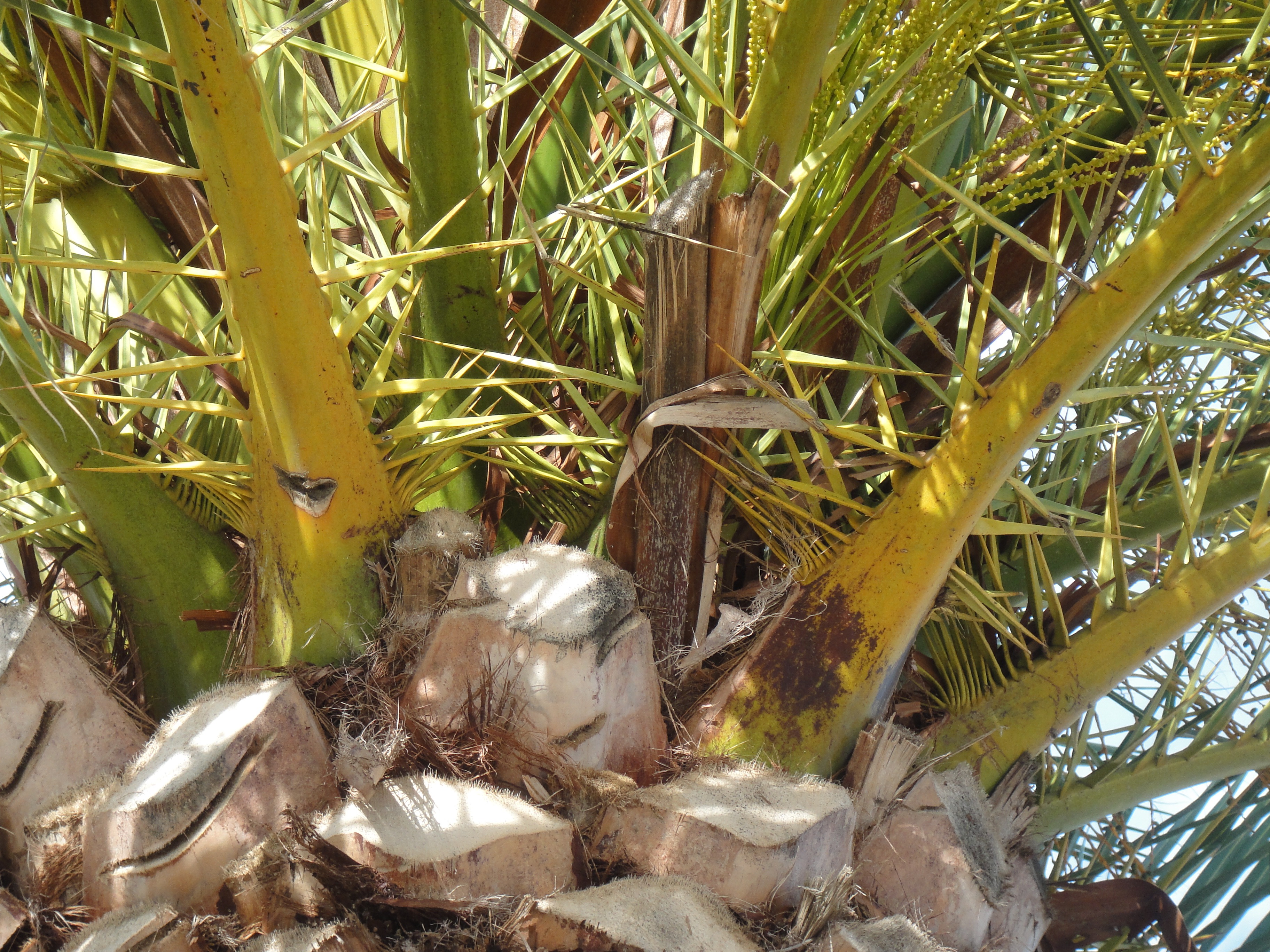 Palm Head Trees free image download