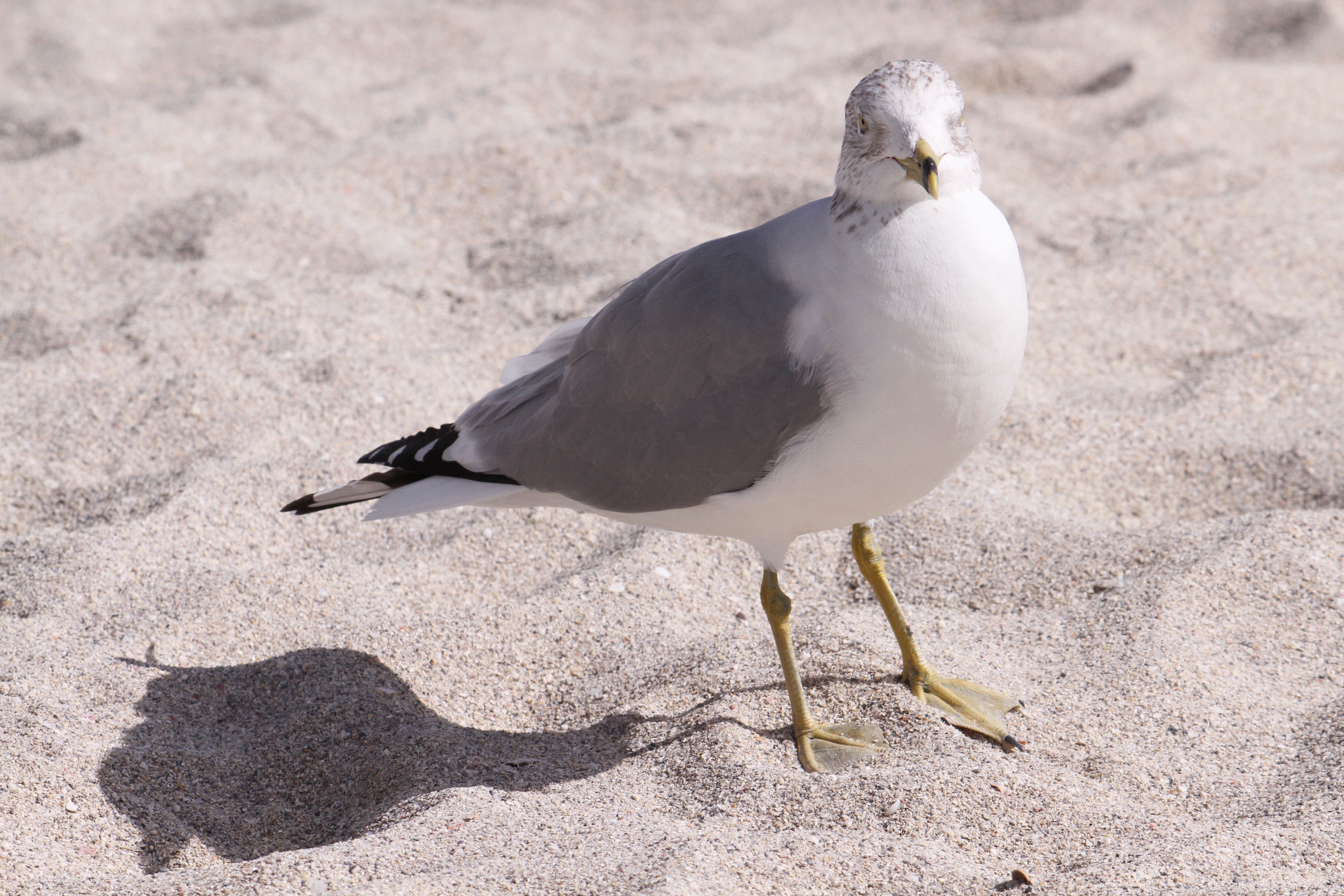 Seagull Beach Close Up free image download