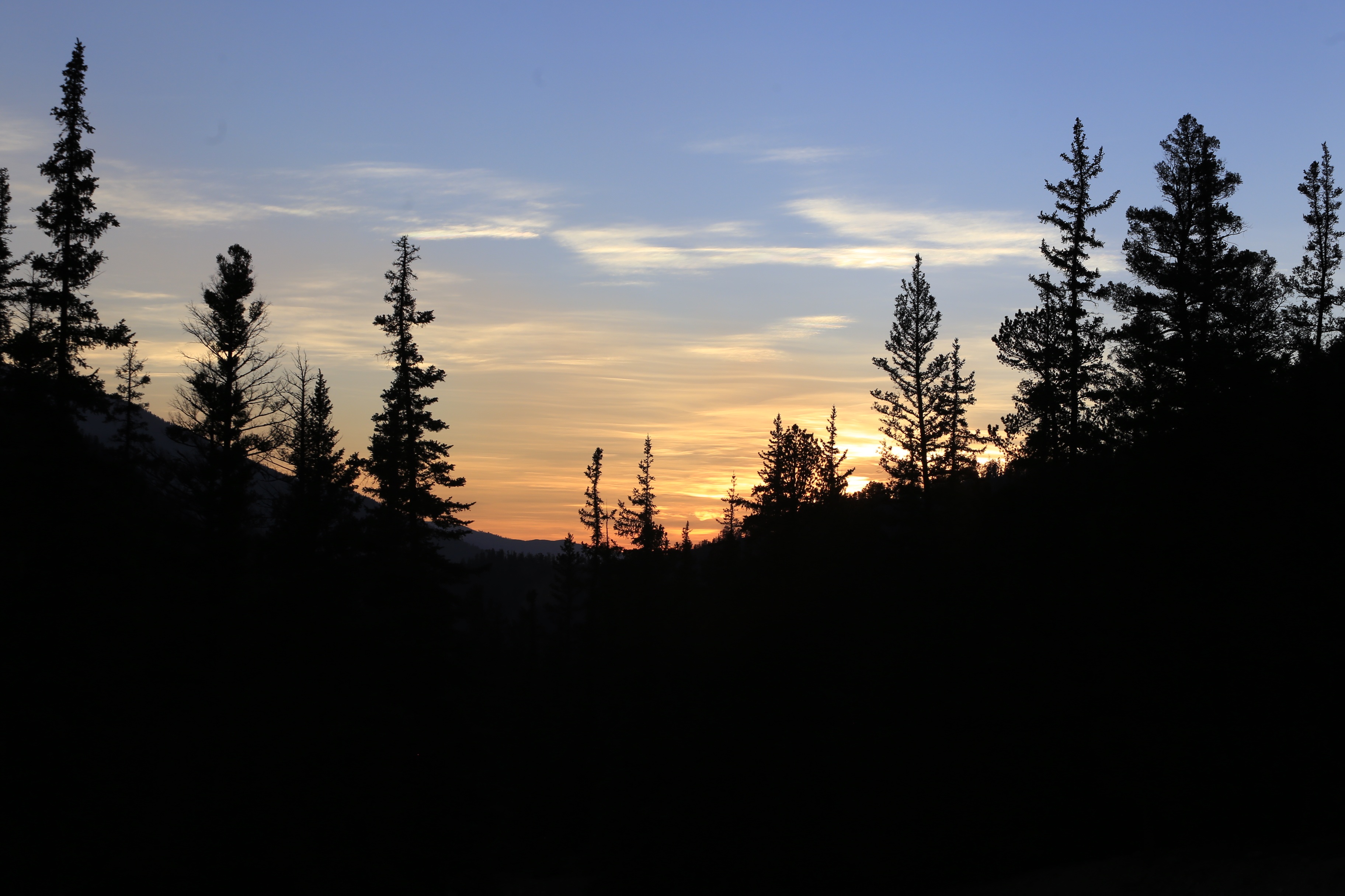 Sunset Evergreens At Sky free image download