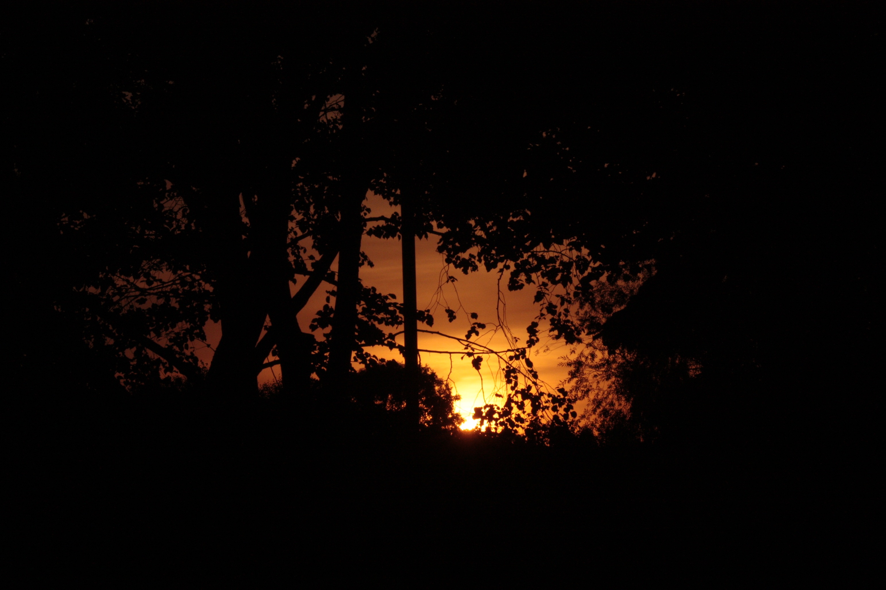 Twilight The Darkness Forest free image download