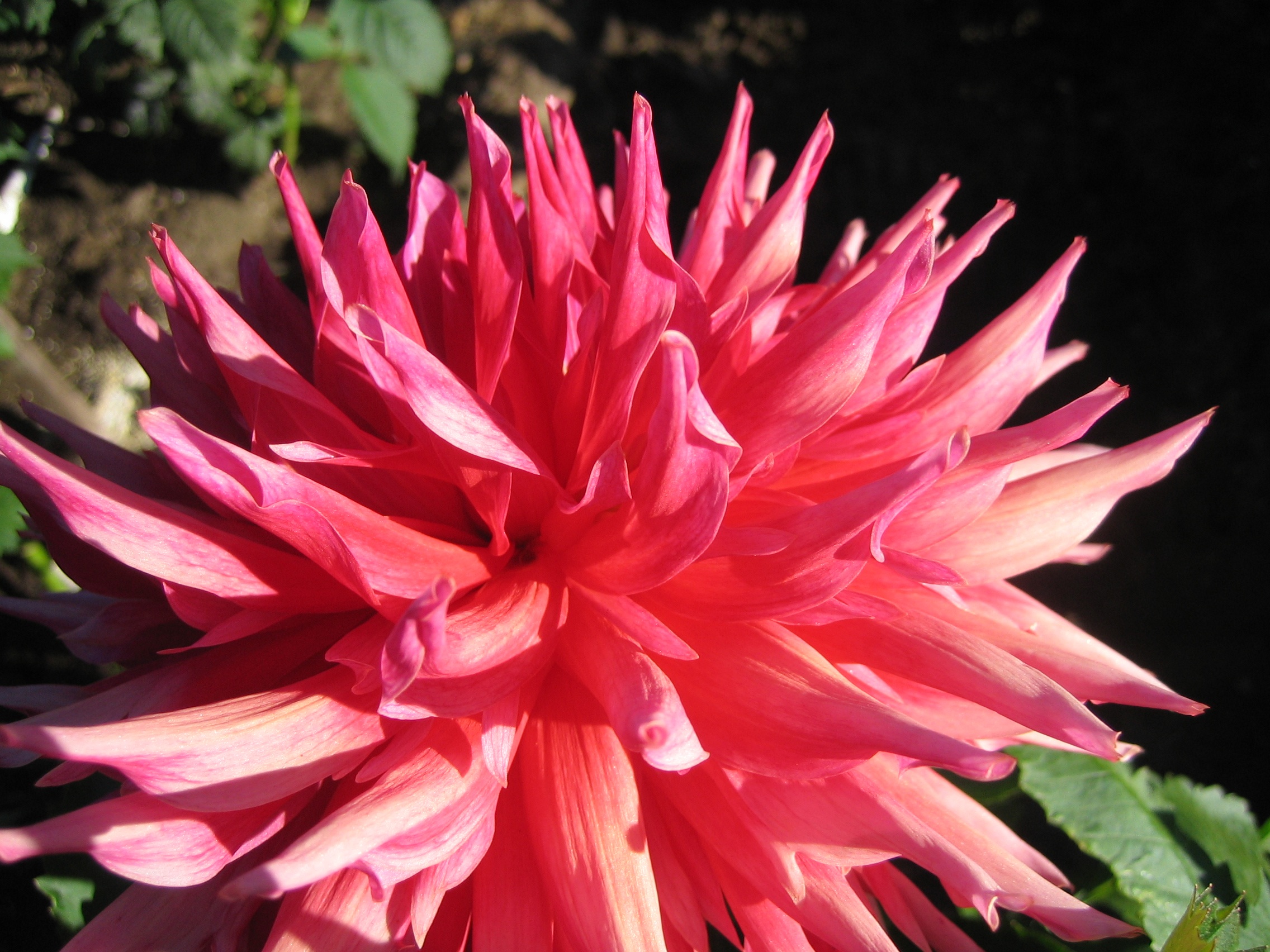 Bright pink bloom in the garden free image download