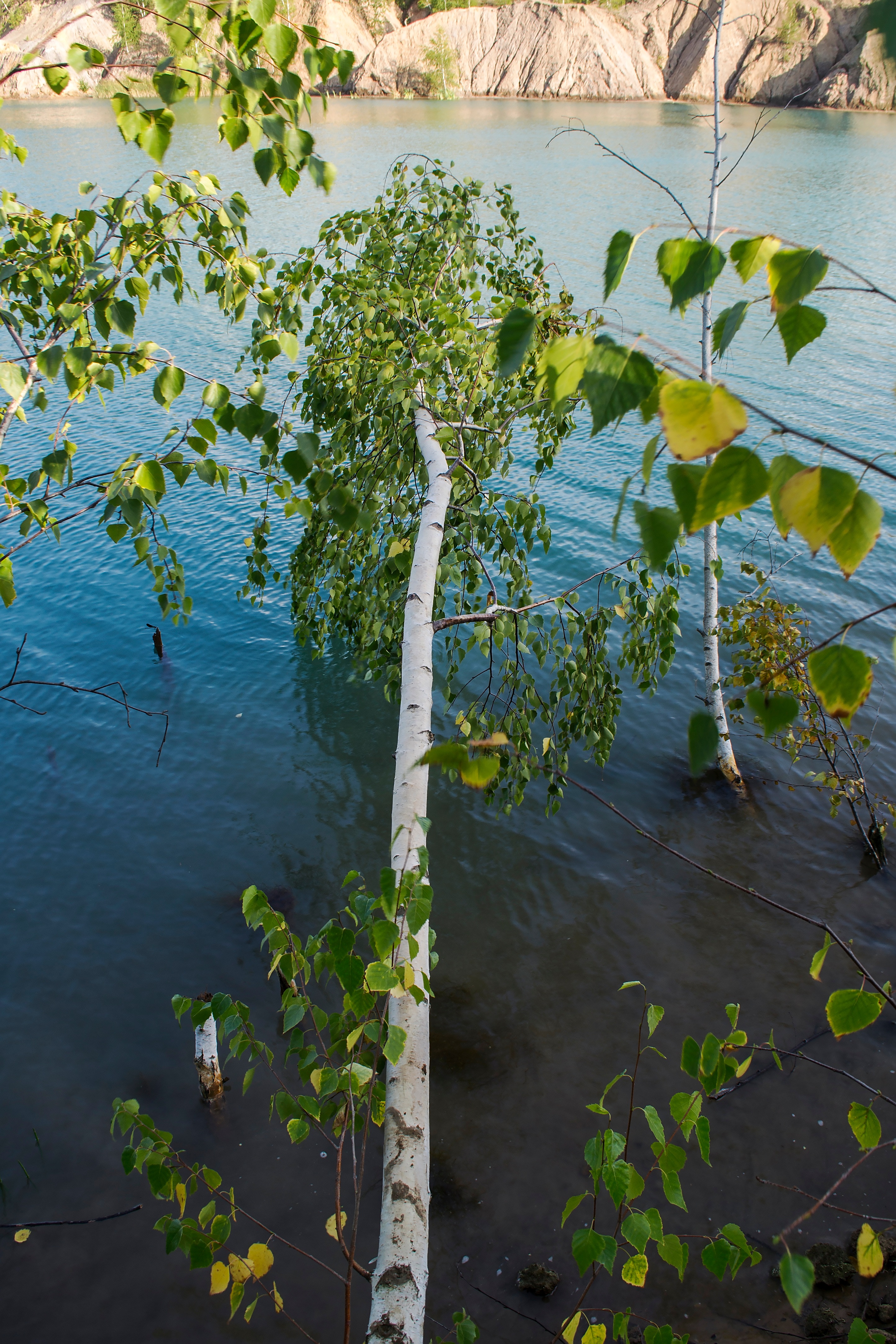Nature Water Tree free image download