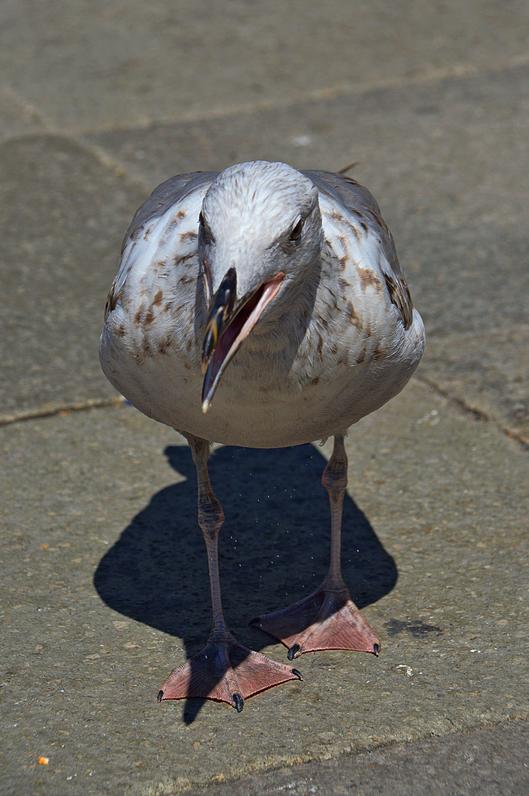 Seagull Bird Water Hunting free image download