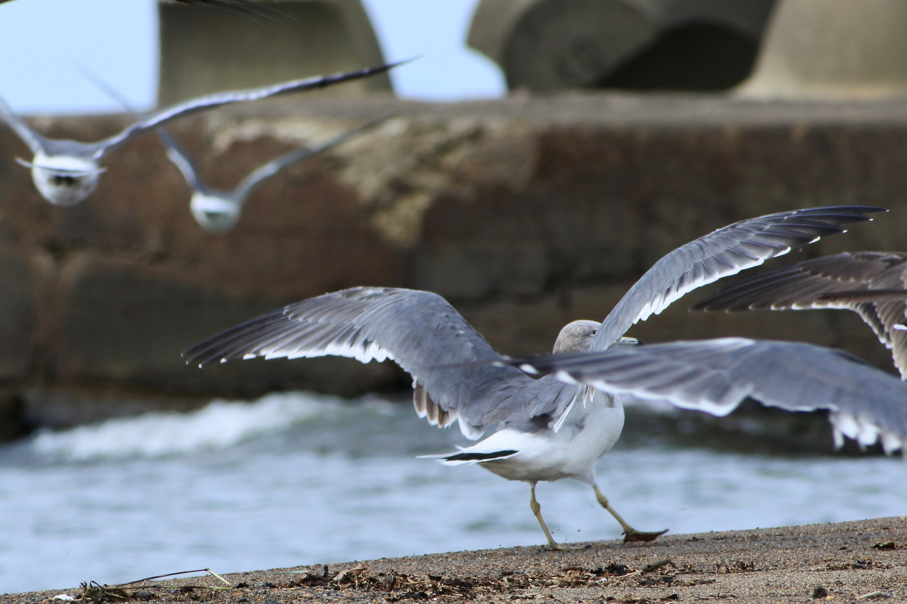 Animal Sea Beach free image download