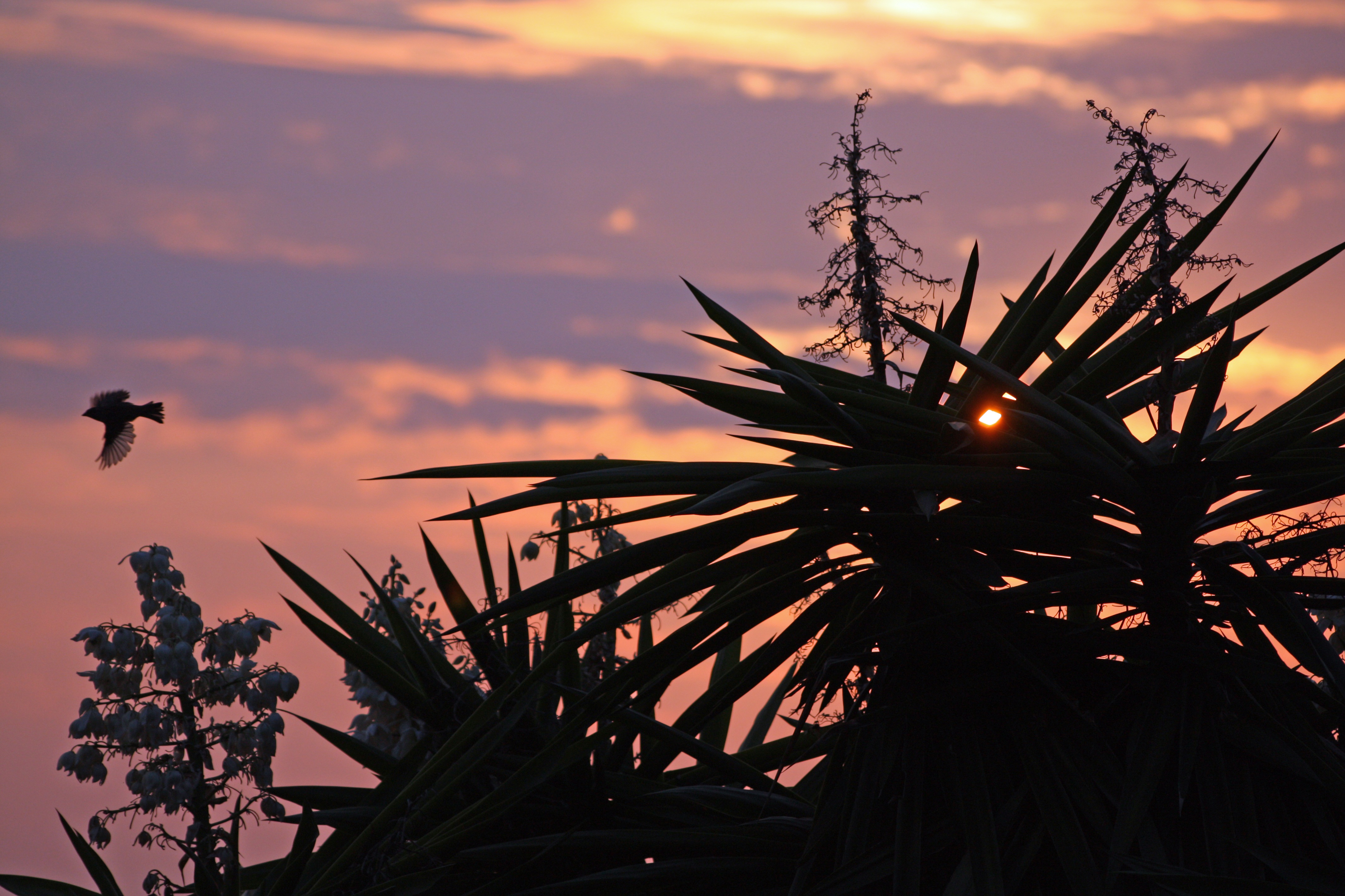 Sunset Landscape Birds free image download