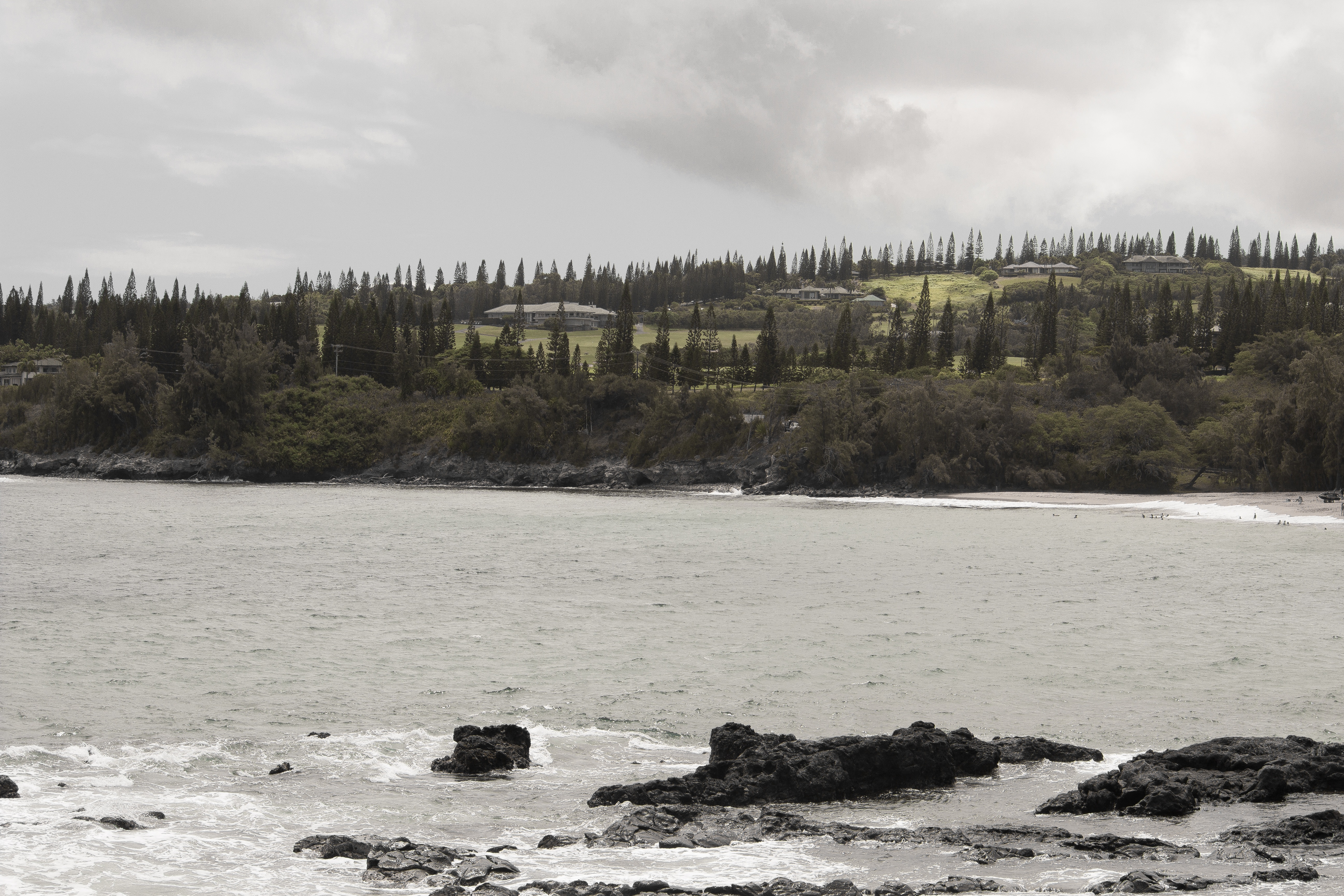 Water Sea Trees free image download