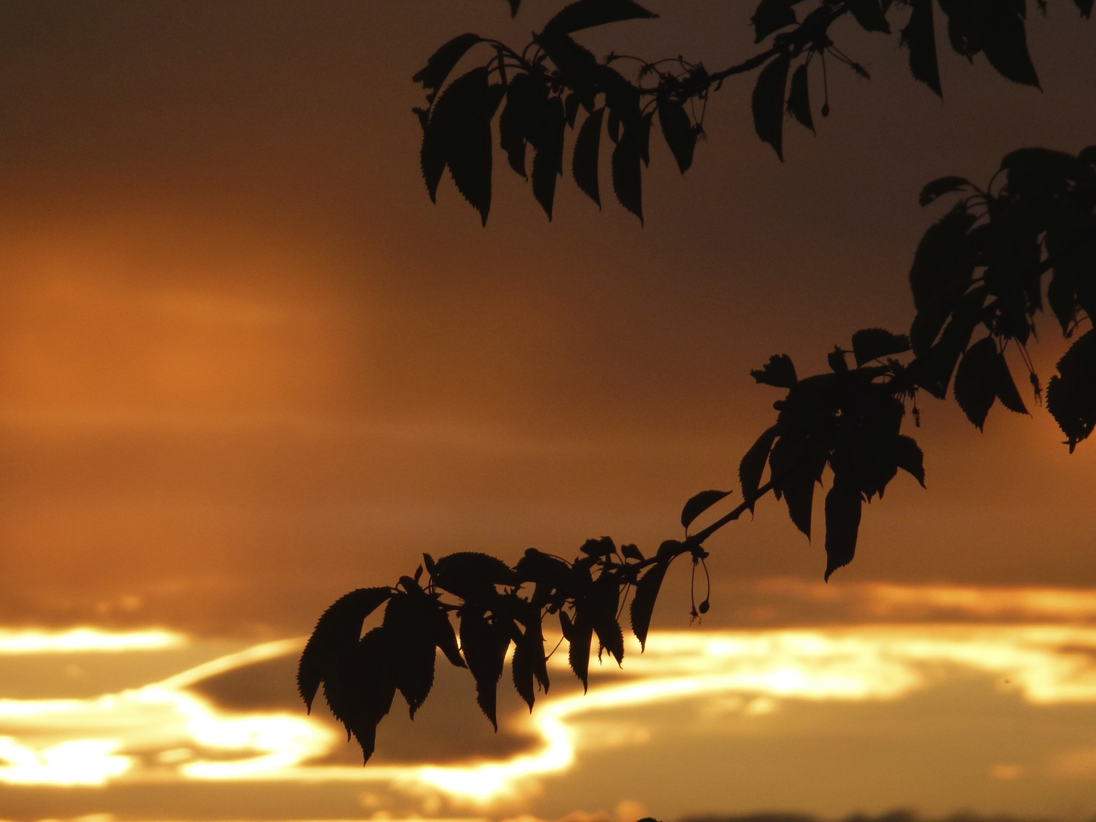 Leaves Branch Sun free image download