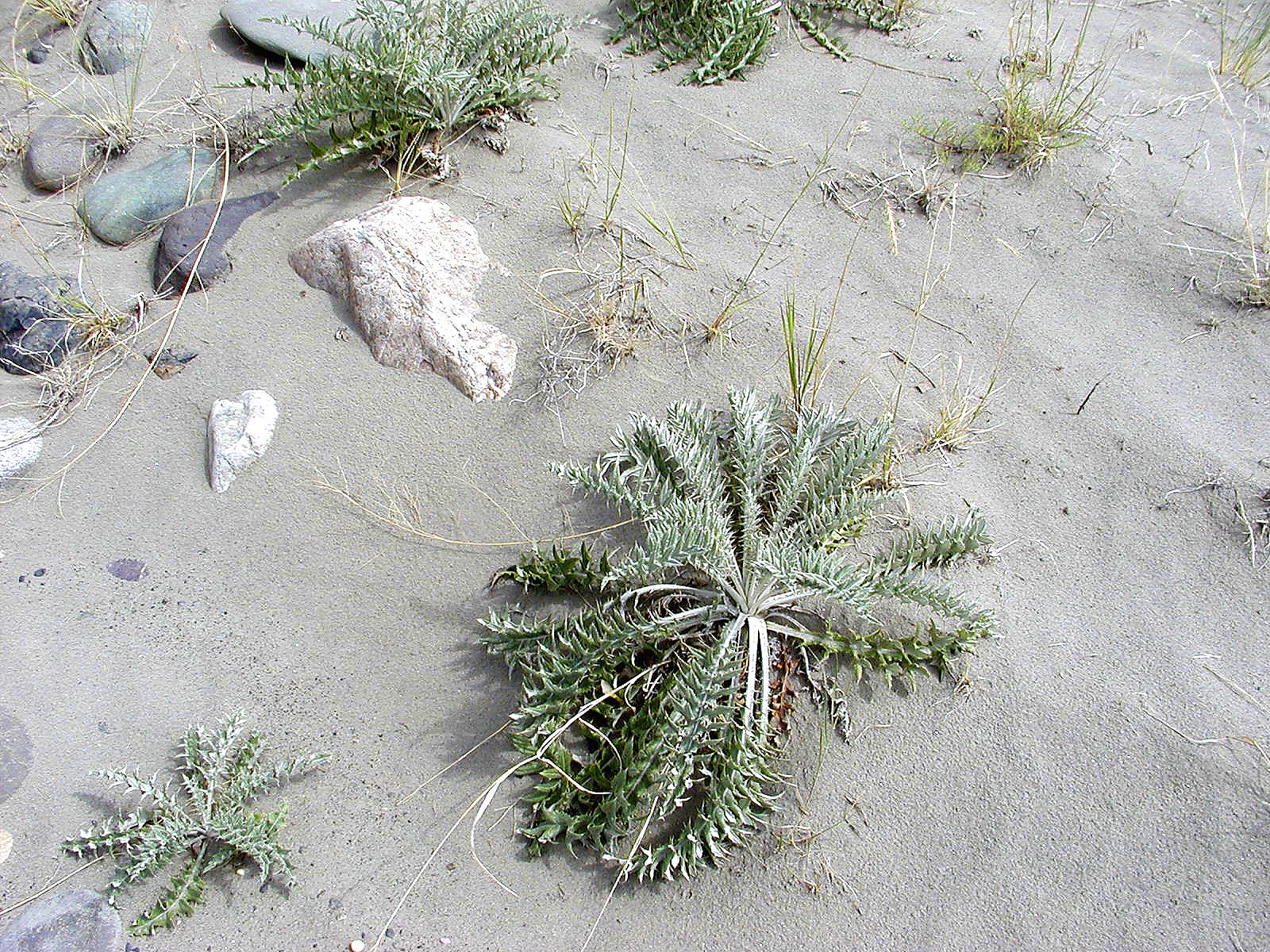 Plant Sand Nature free image download