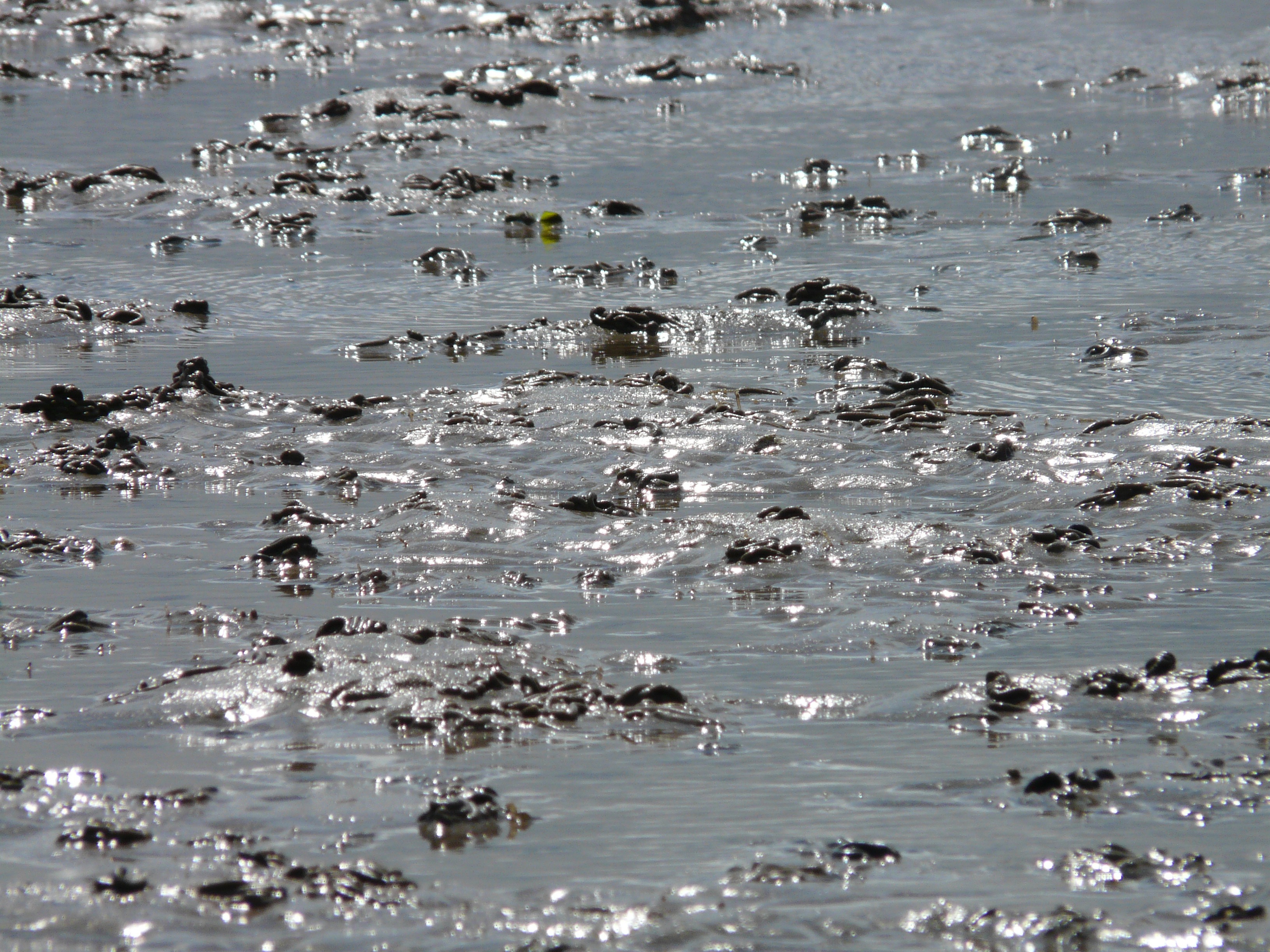Drops of water on the sea free image download