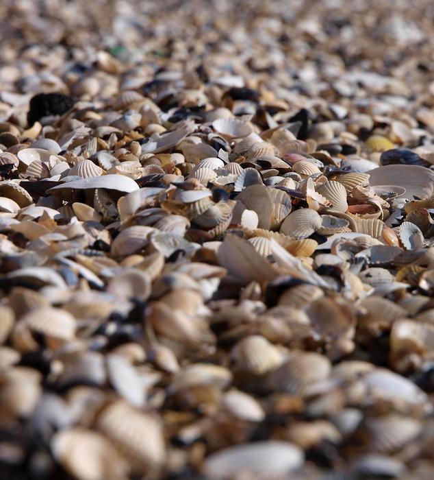 Mussels Beach Mussel Shells free image download