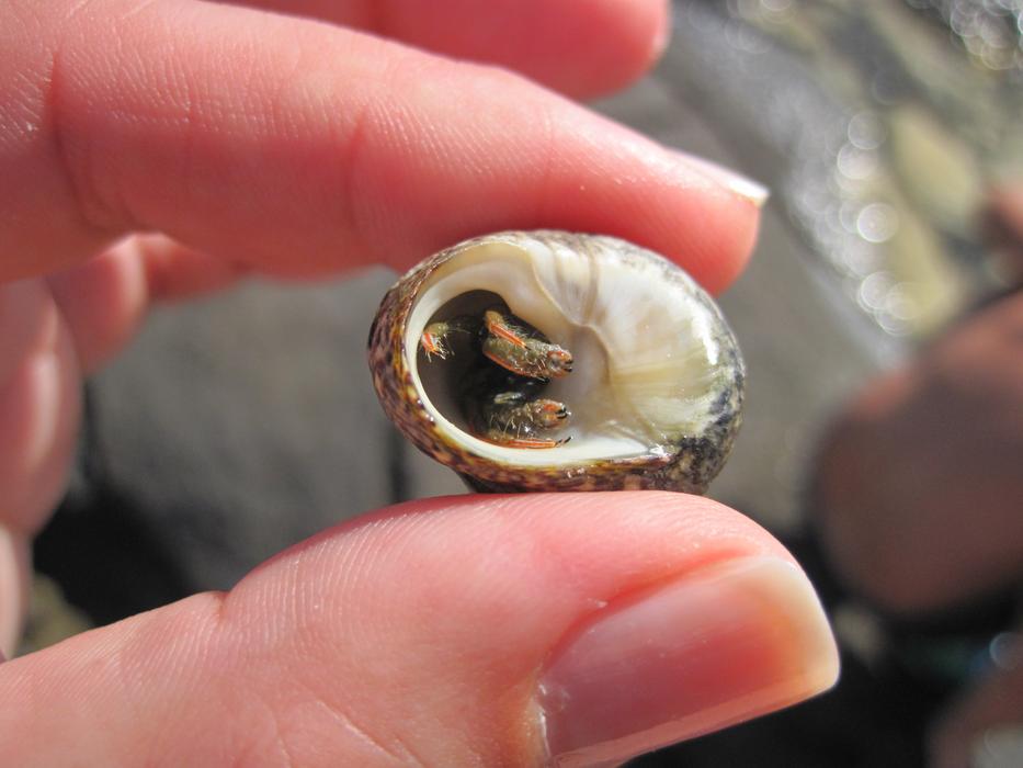 Hermit Crab Clam Fingers free image download