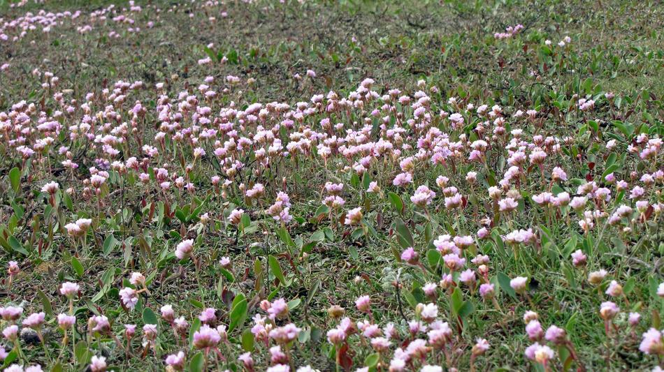 Watt Flowers Wadden Sea free image download