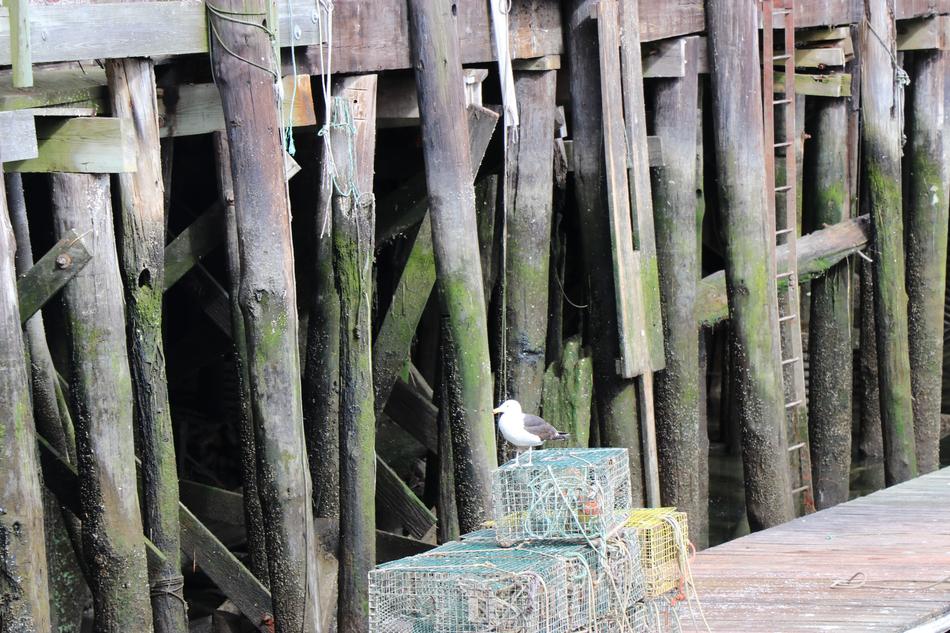 Portland Maine Sea Gull Pier free image download