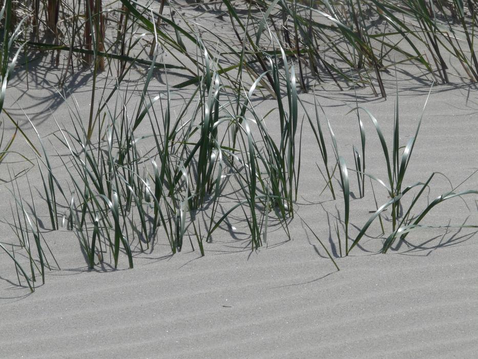 Marram Grass Ammophila free image download