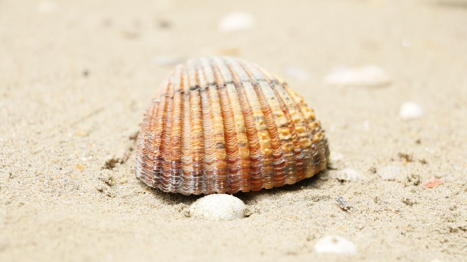 Shield Shell Beach free image download