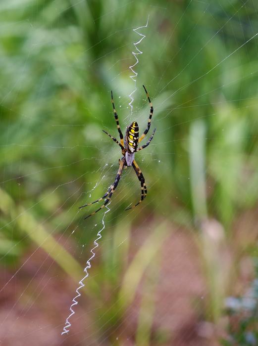 Spider Orb Weaver Web free image download