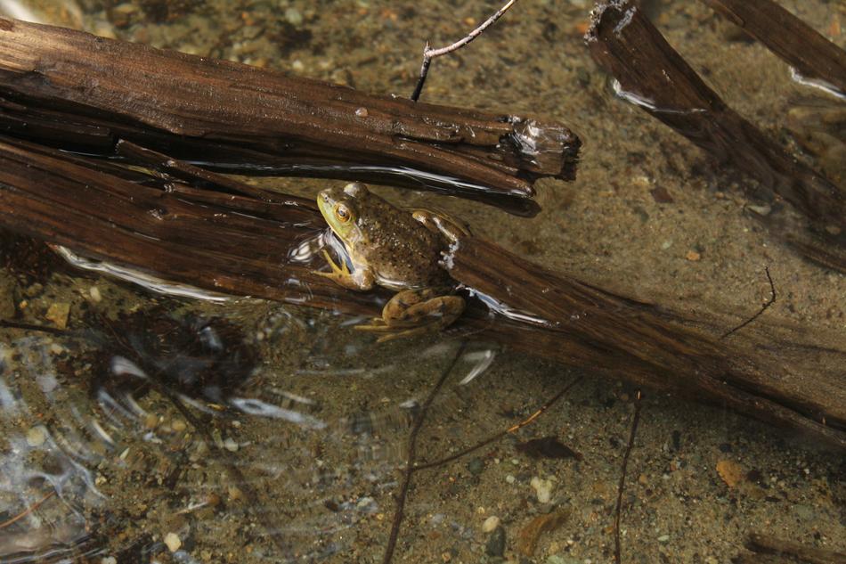 Frog Lake Water free image download