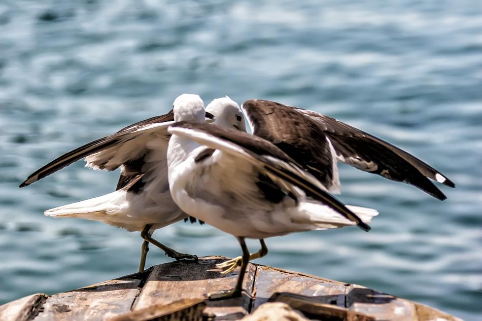 Bird Litoral Mar free image download