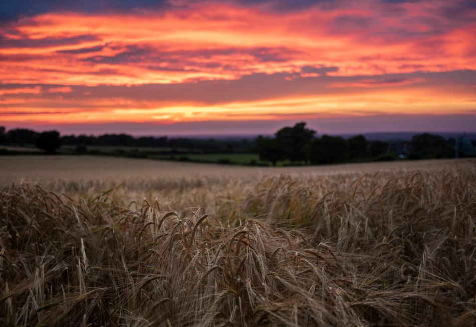 Sunset Grass Field free image download