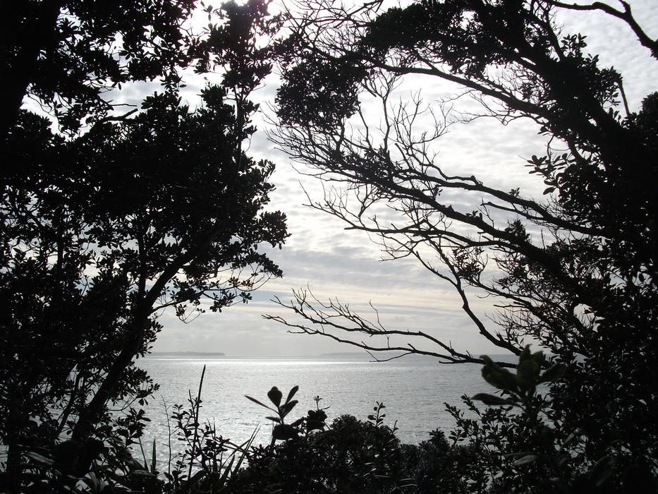 Trees Ocean Sea free image download