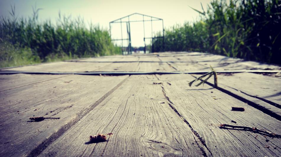 Lake The Pier Forest free image download