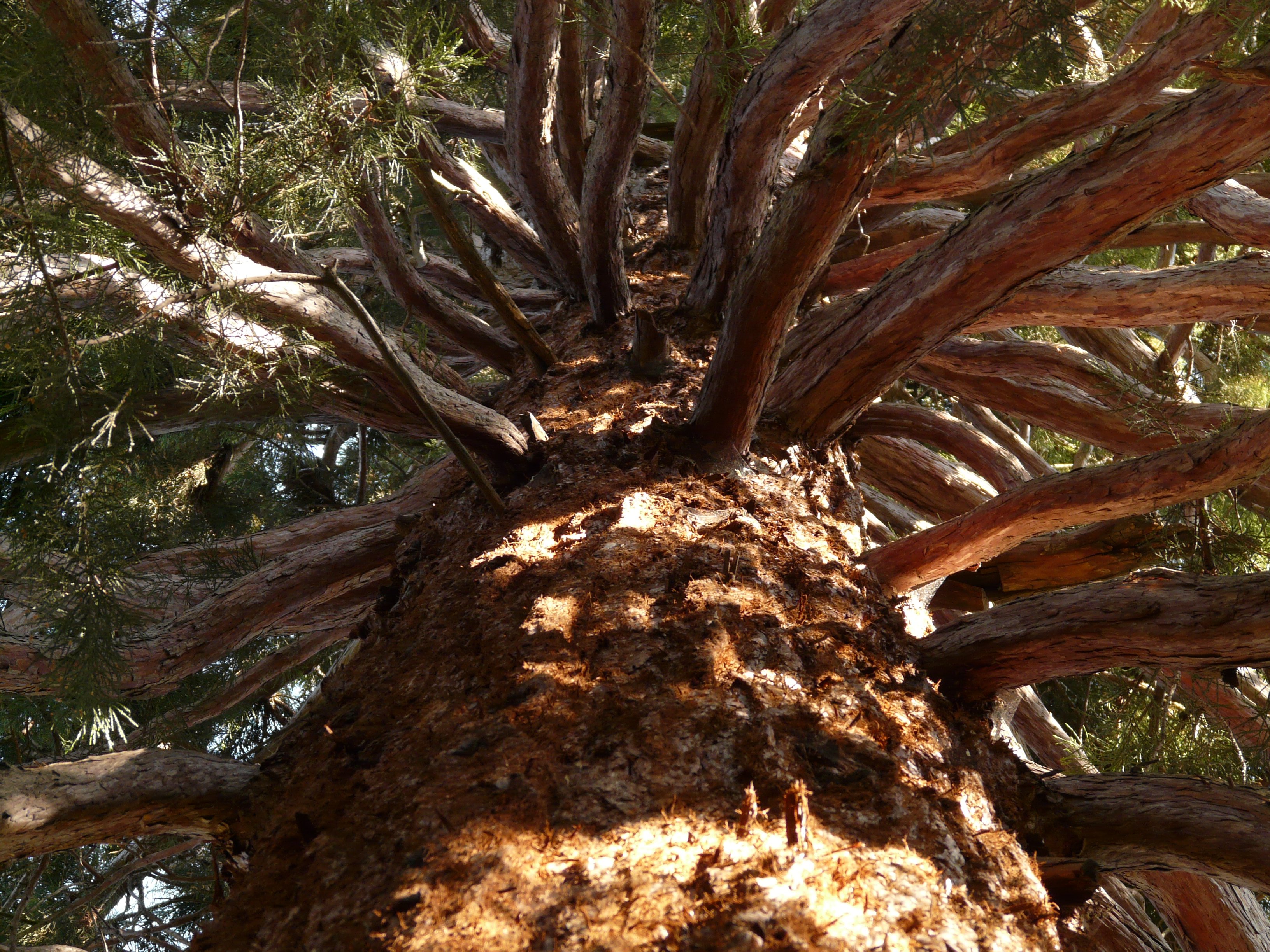 Sequoia Tribe free image download