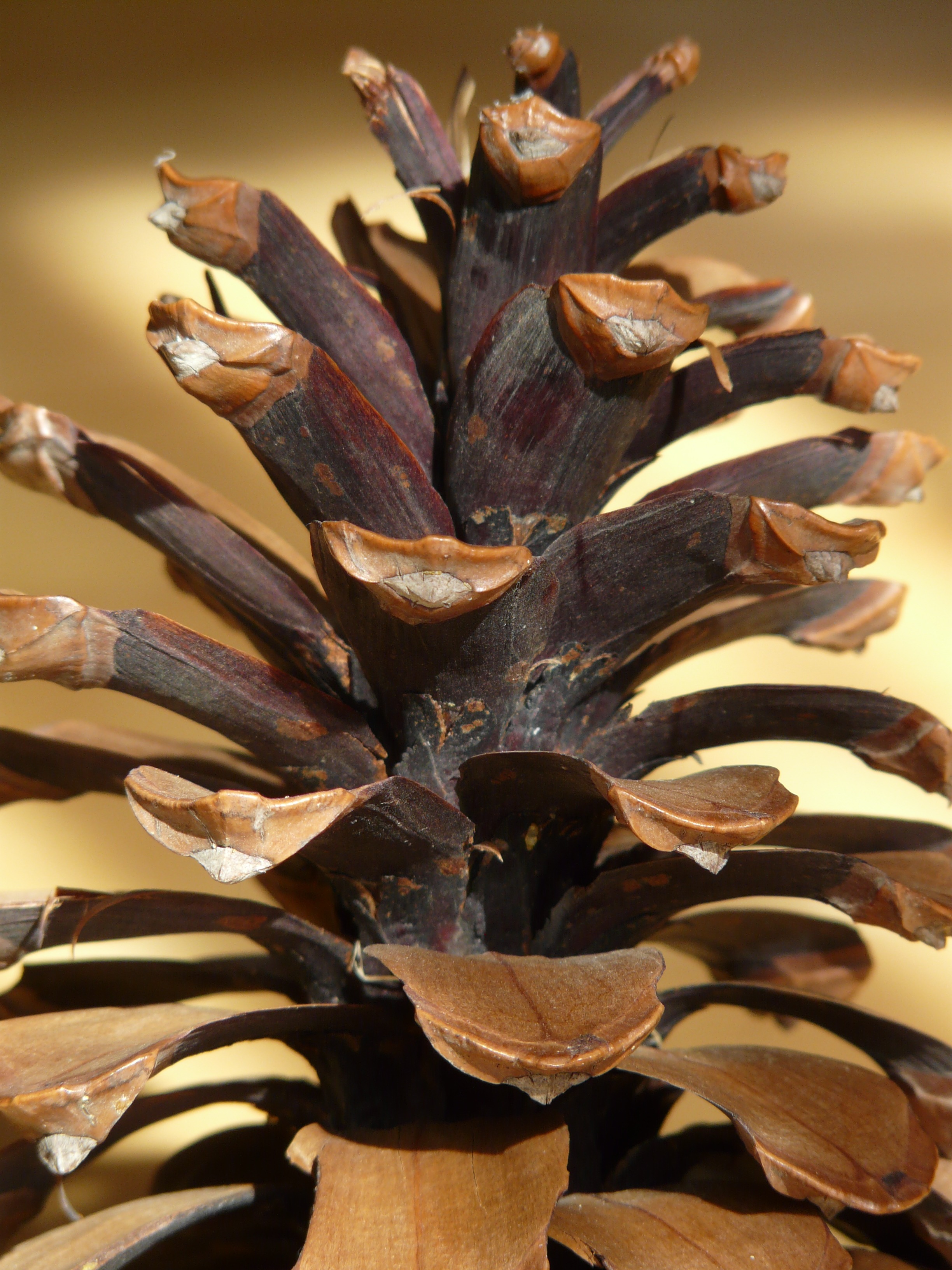 Perfect Pine Cones Tap free image download