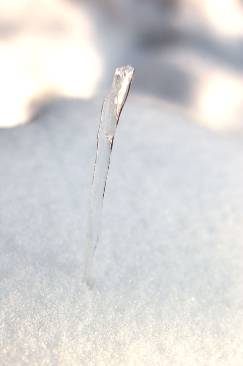 Small Icicle in Snow free image download