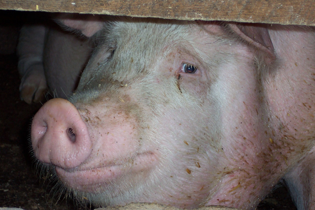 Pig Sow Farm face free image download