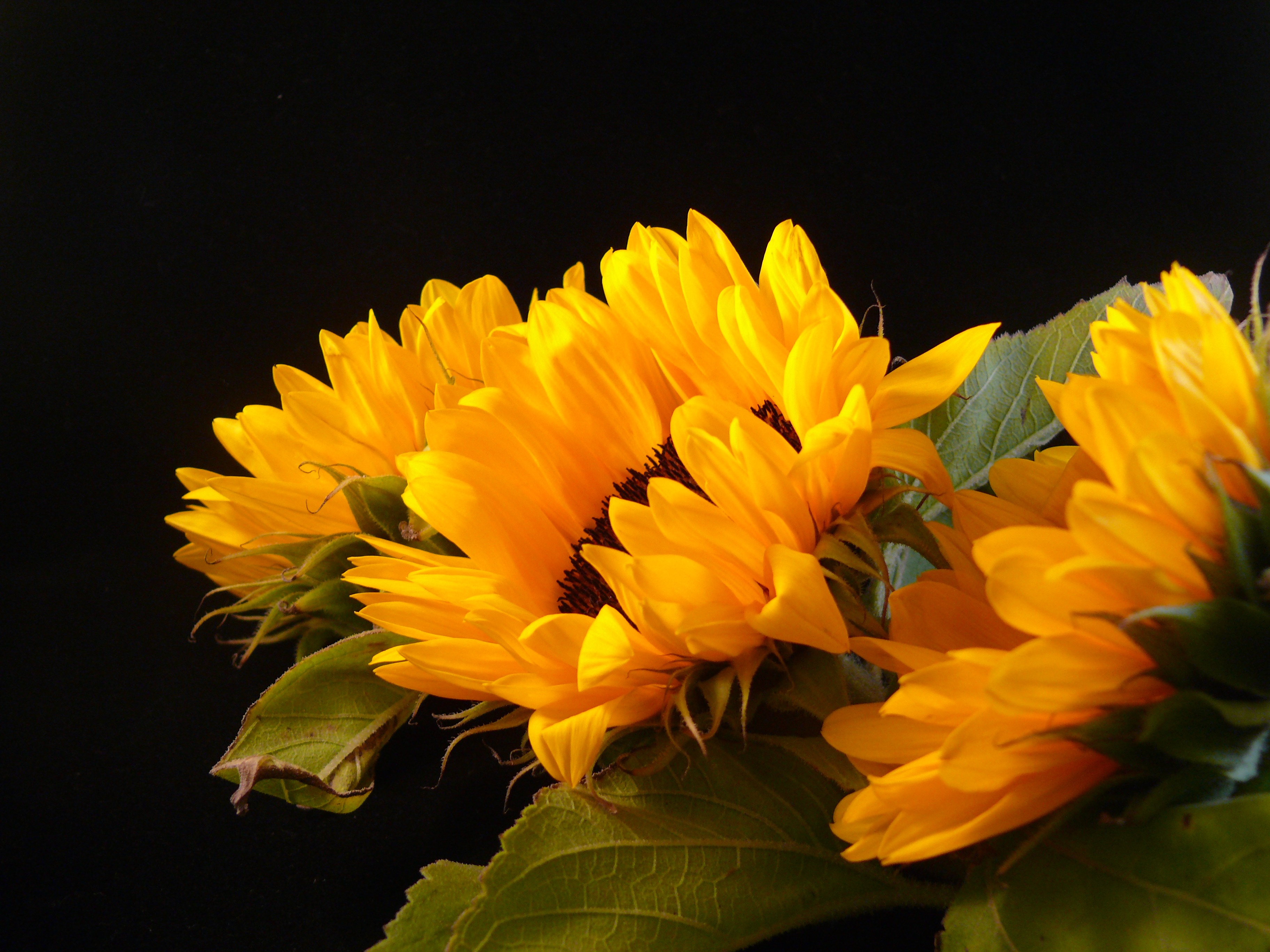 Magnificent Sunflowers Season free image download