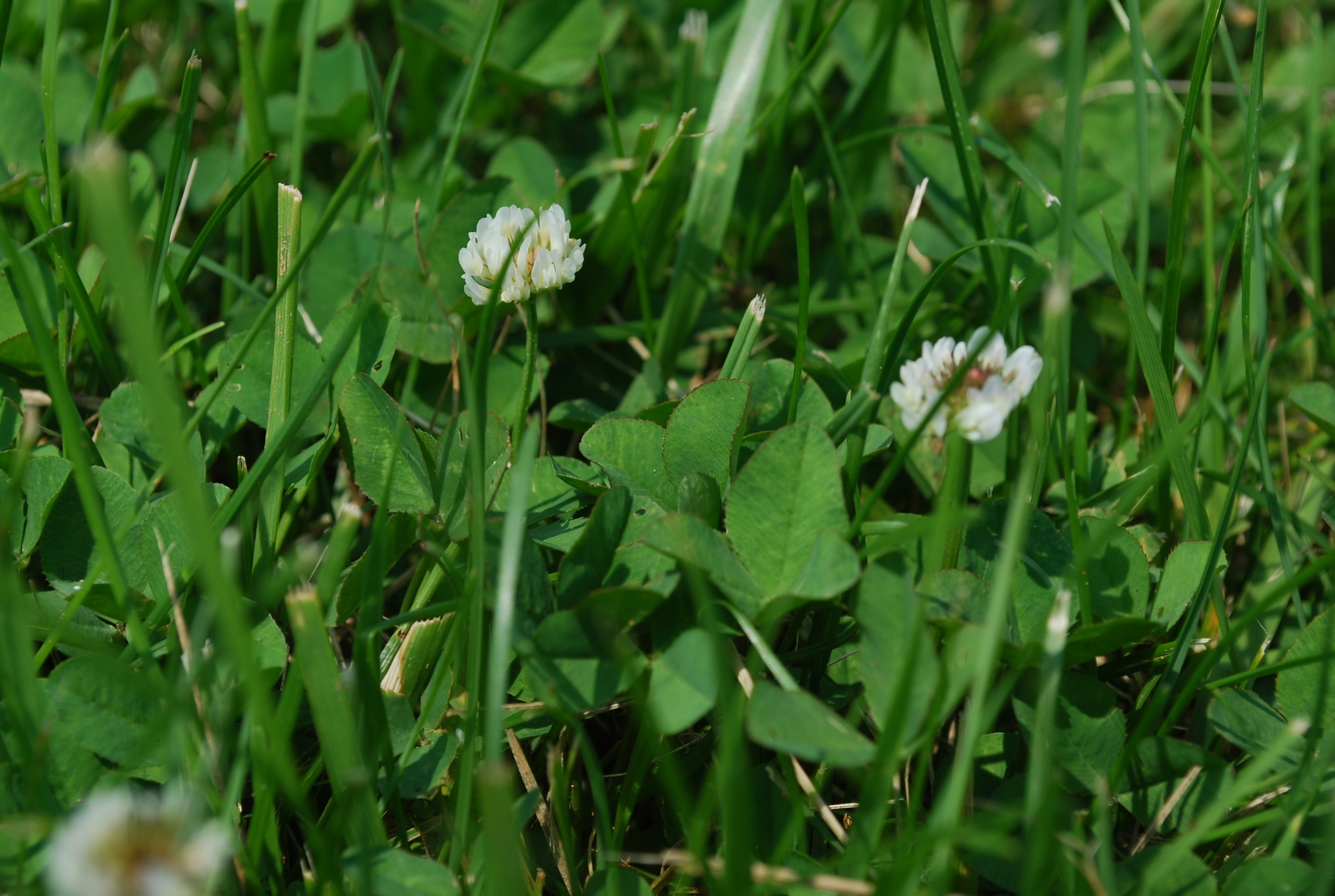 White Clover blooming among Grass free image download