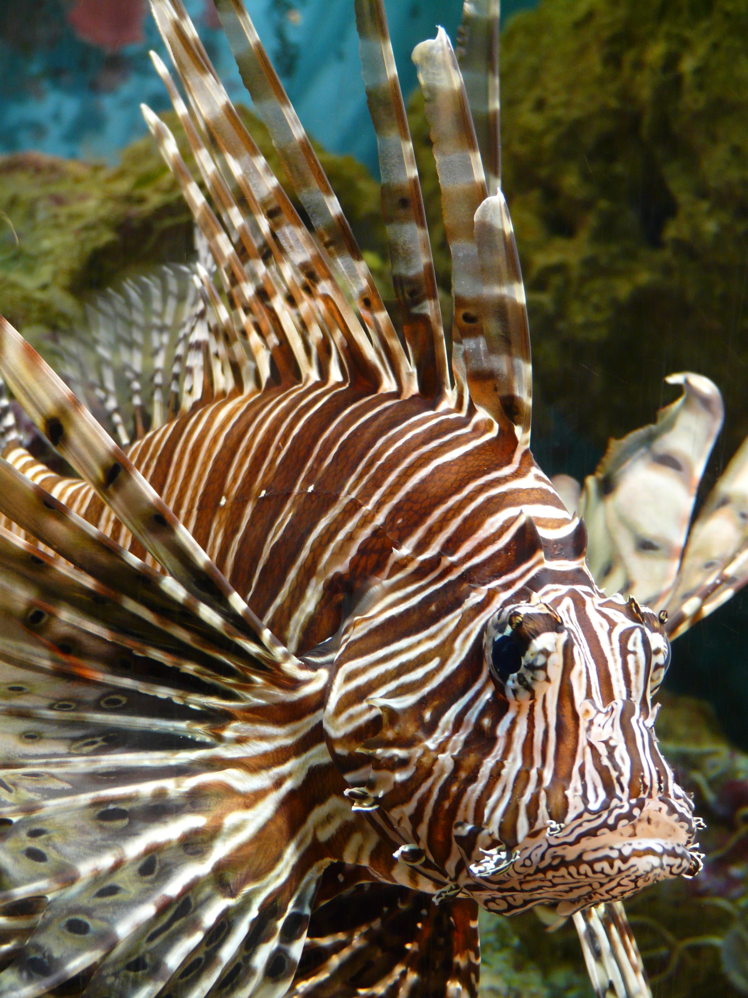 Lionfish Fish Pacific close-up free image download