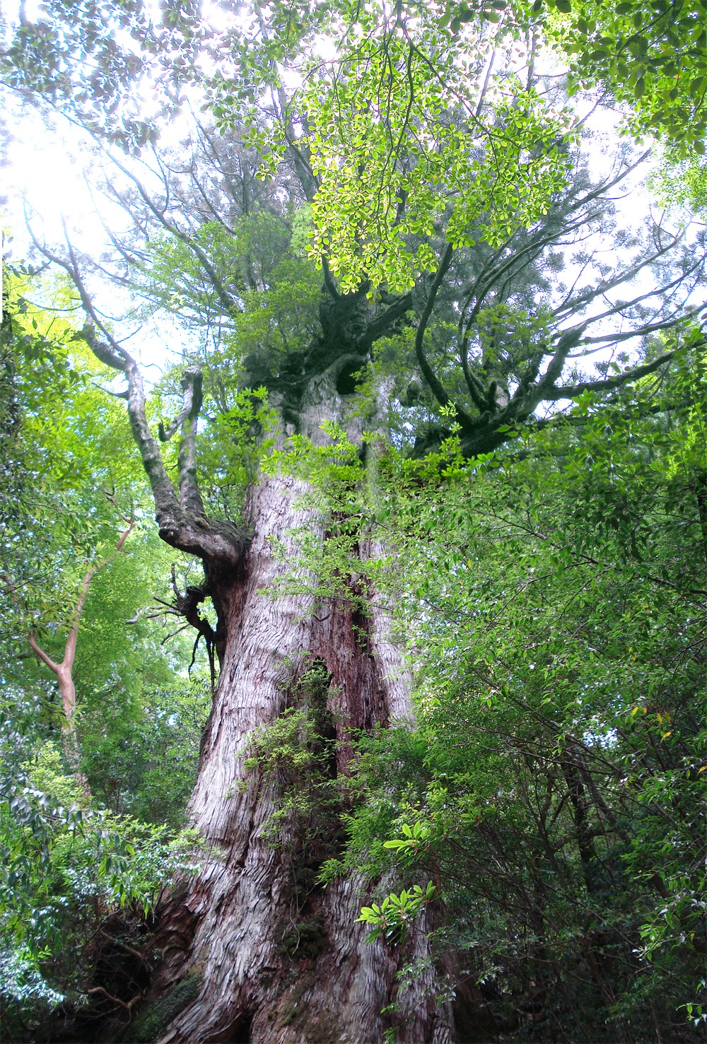 Powerful trees with green leaves free image download