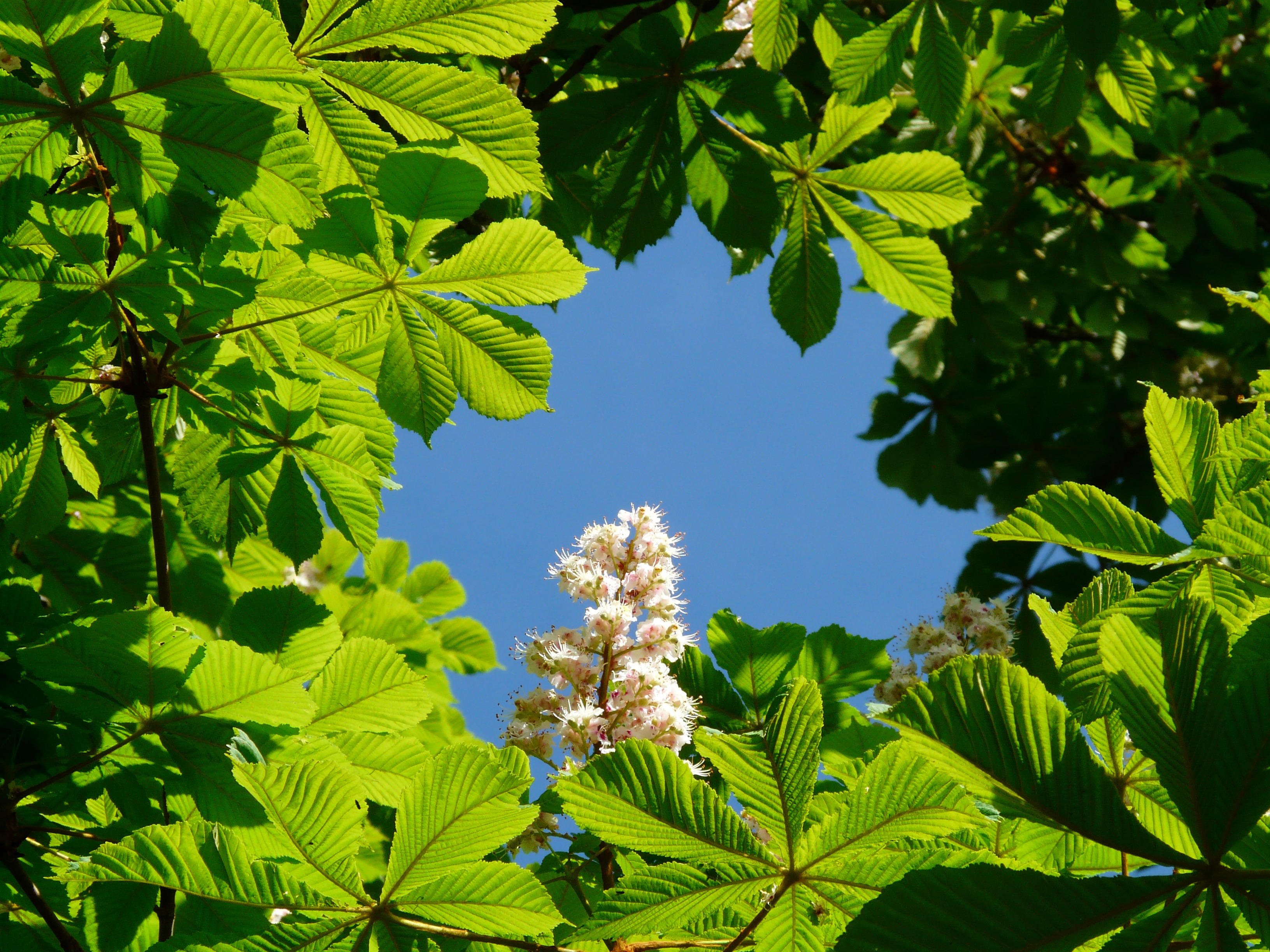 Chestnut and blue sky free image download