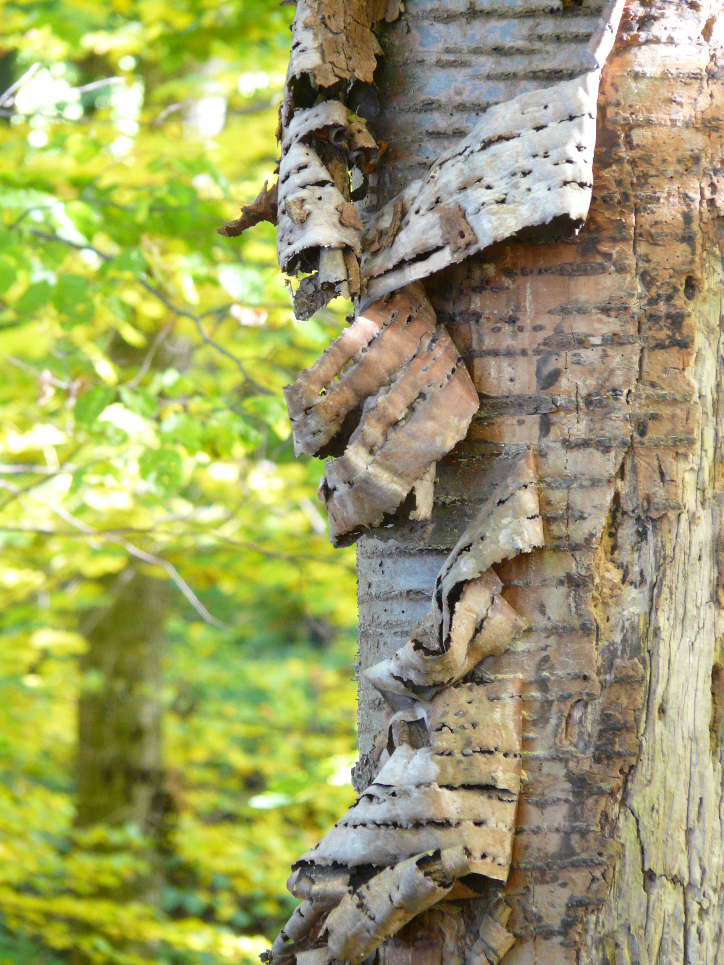 Bark Tree Cherry green free image download