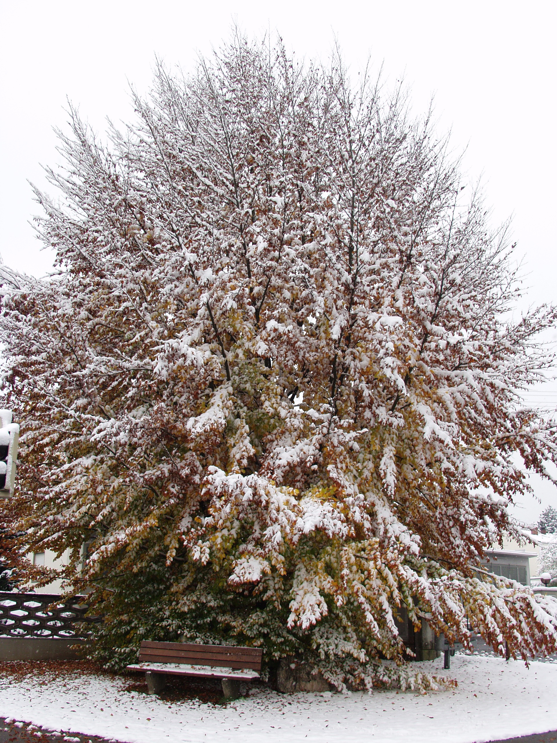 Beech in the snow in winter free image download