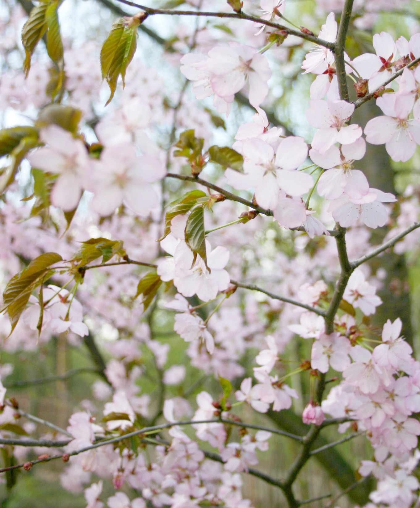 Sakura Tree Blooms free image download