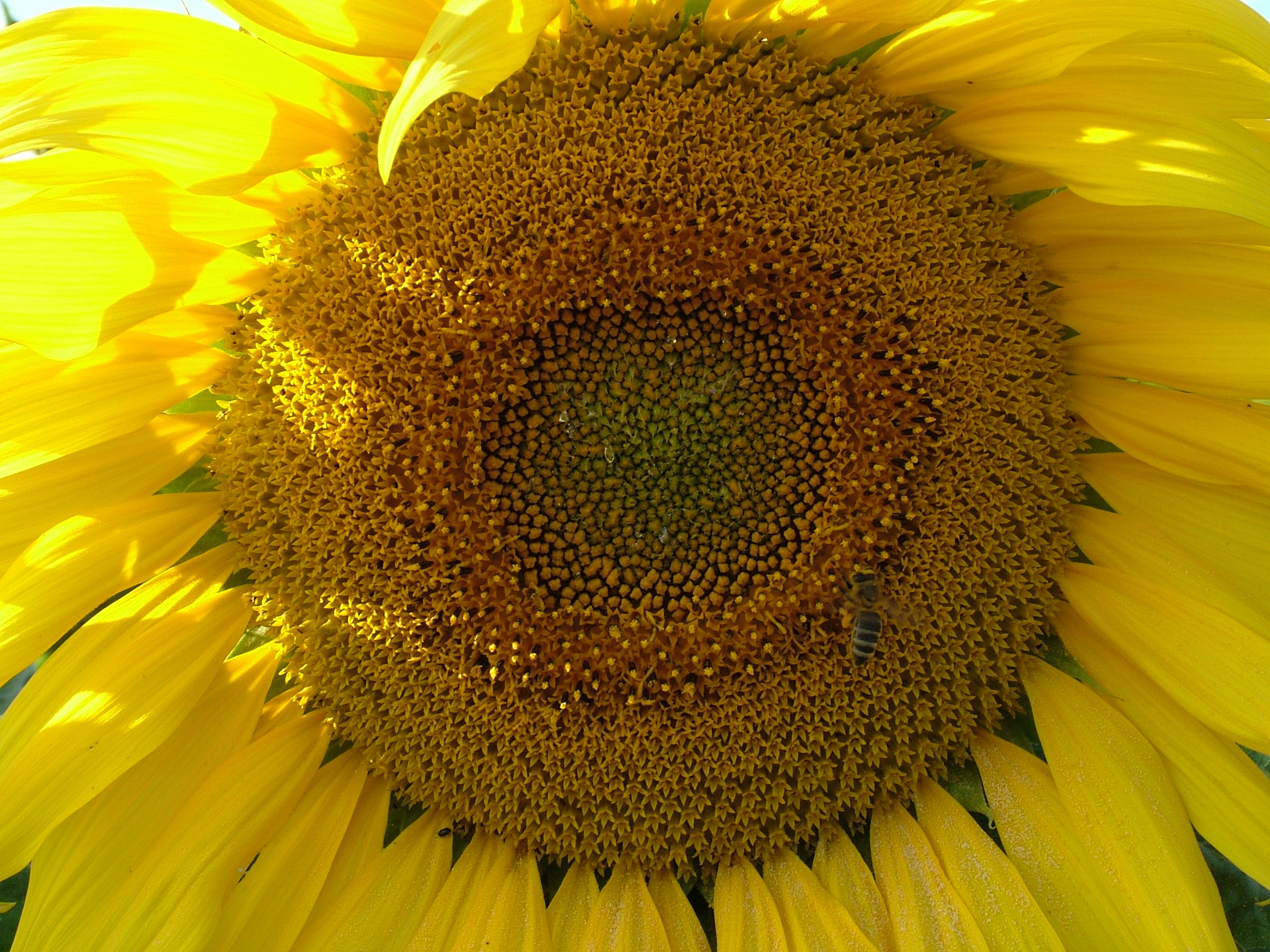 Magnificent Sunflower Blossom macro free image download