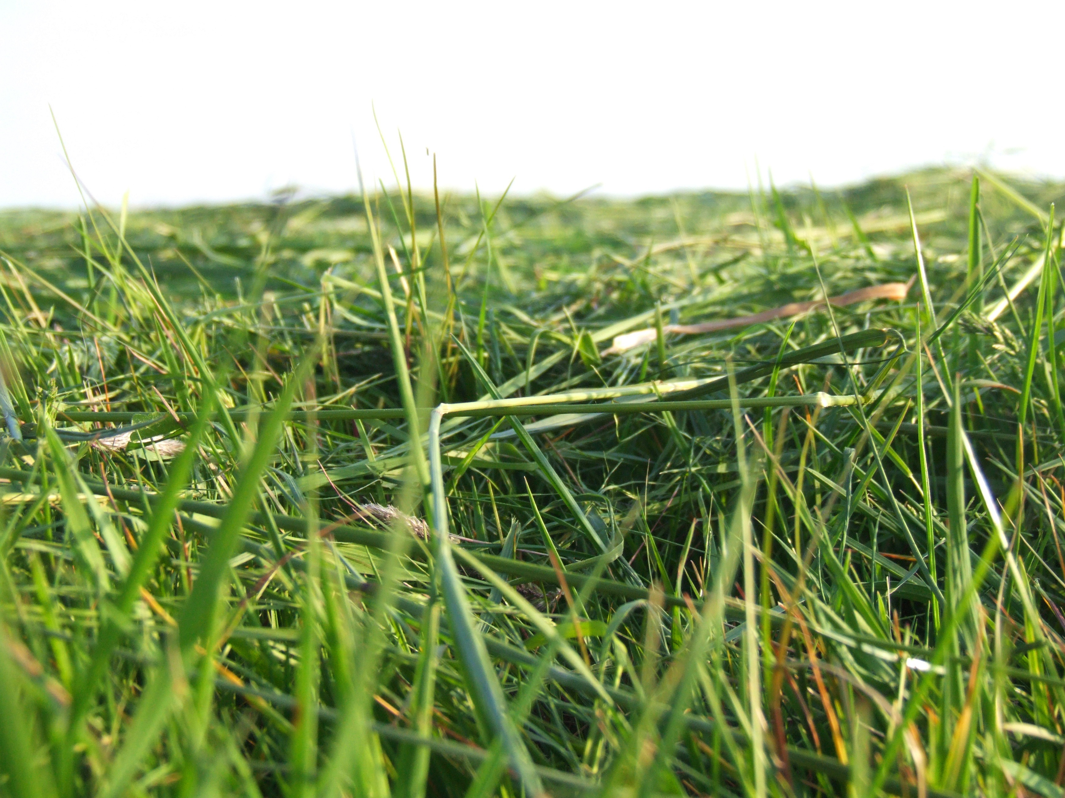 Closeup photo of Mowed Grass Meadow free image download