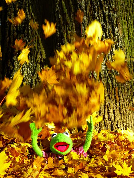 Kermit the frog in yellow autumn leaves in a blurred background free ...