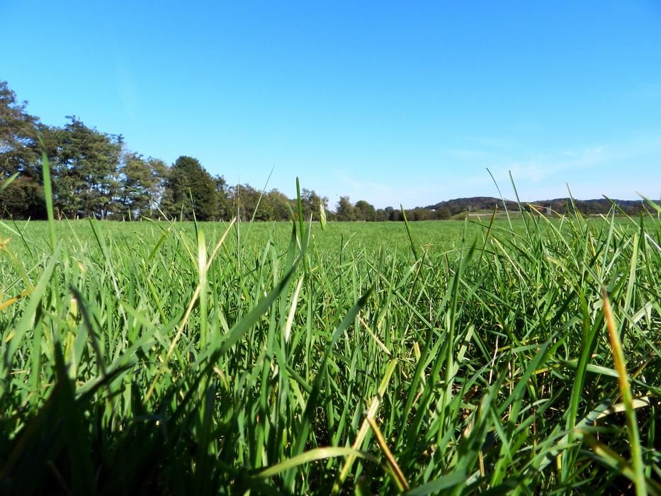 Herb Green field free image download