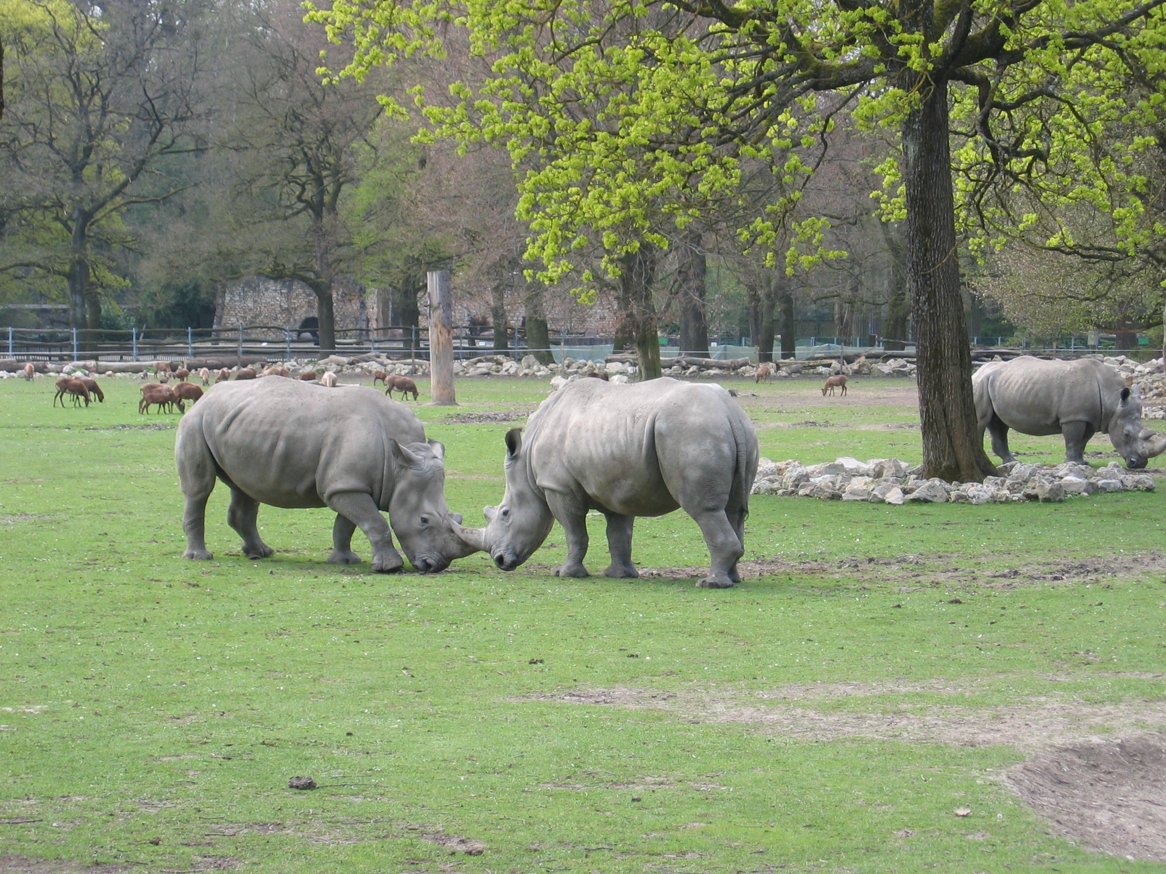 Rhino Zoo Outdoor Enclosures free image download