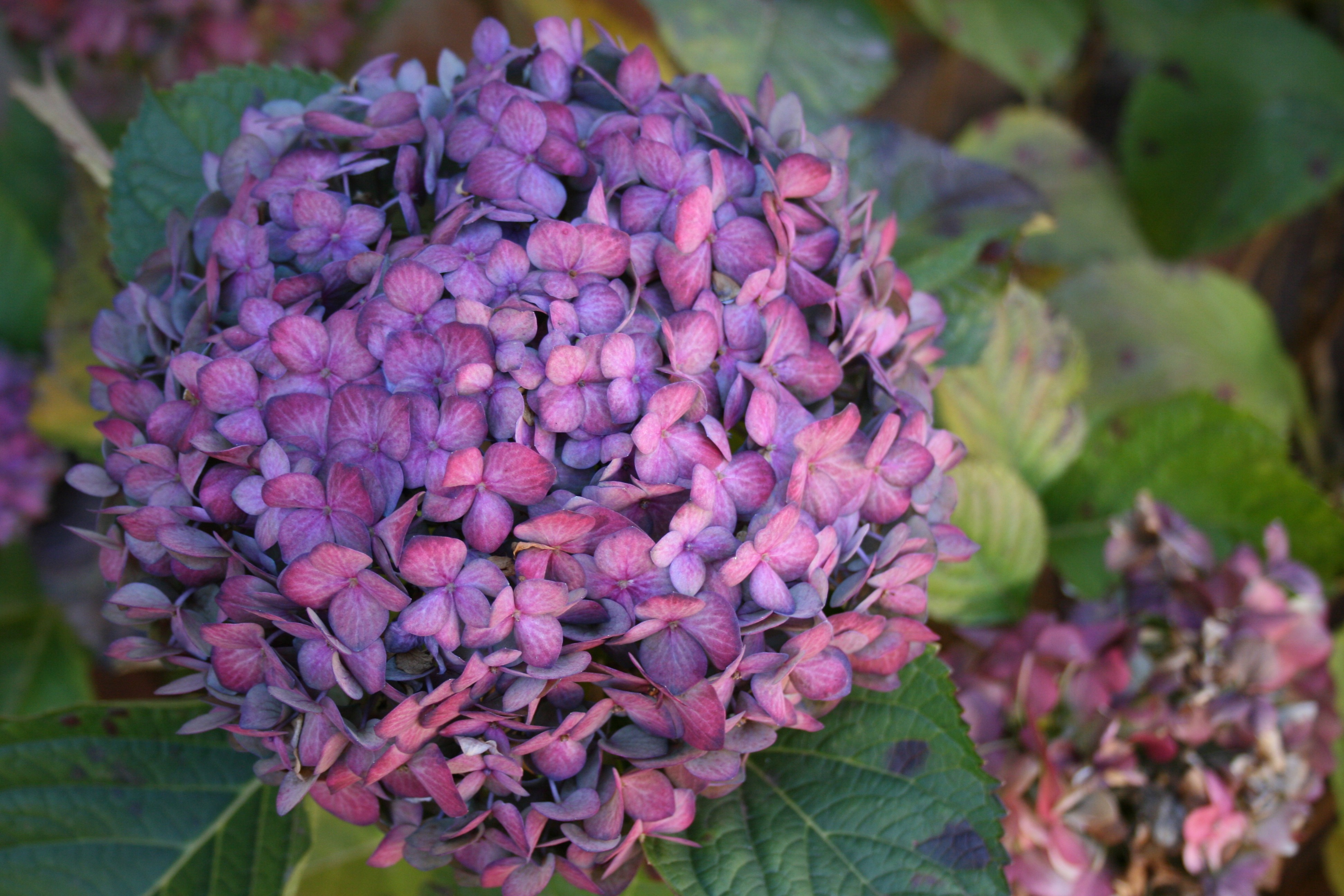 Hydrangea, wonderful Round Bloom free image download