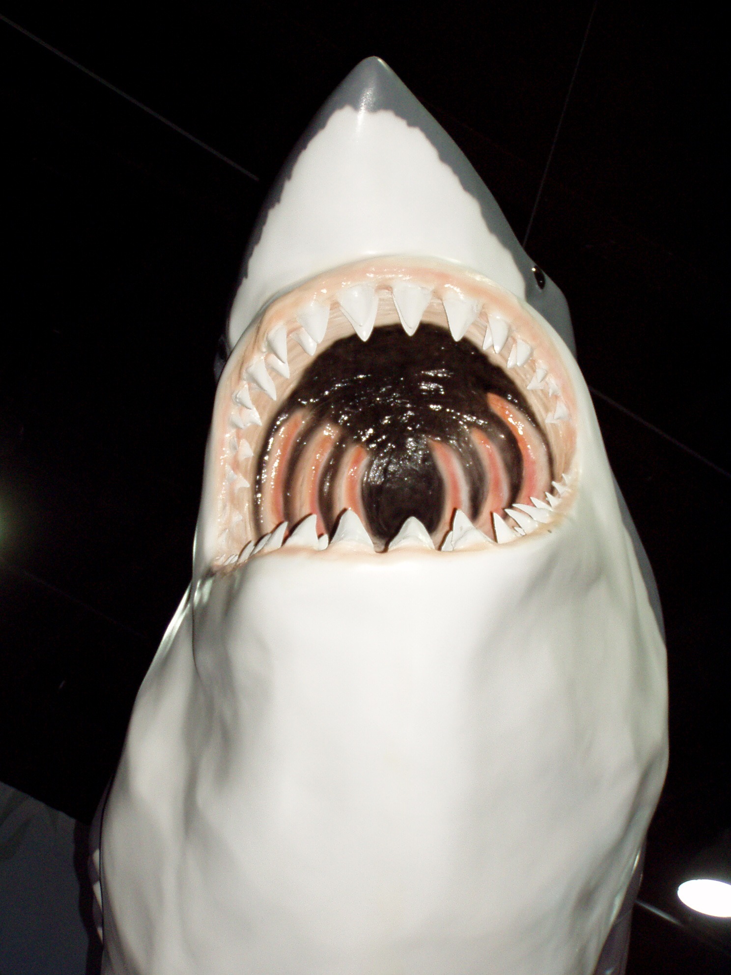 Opened Shark Mouth free image download