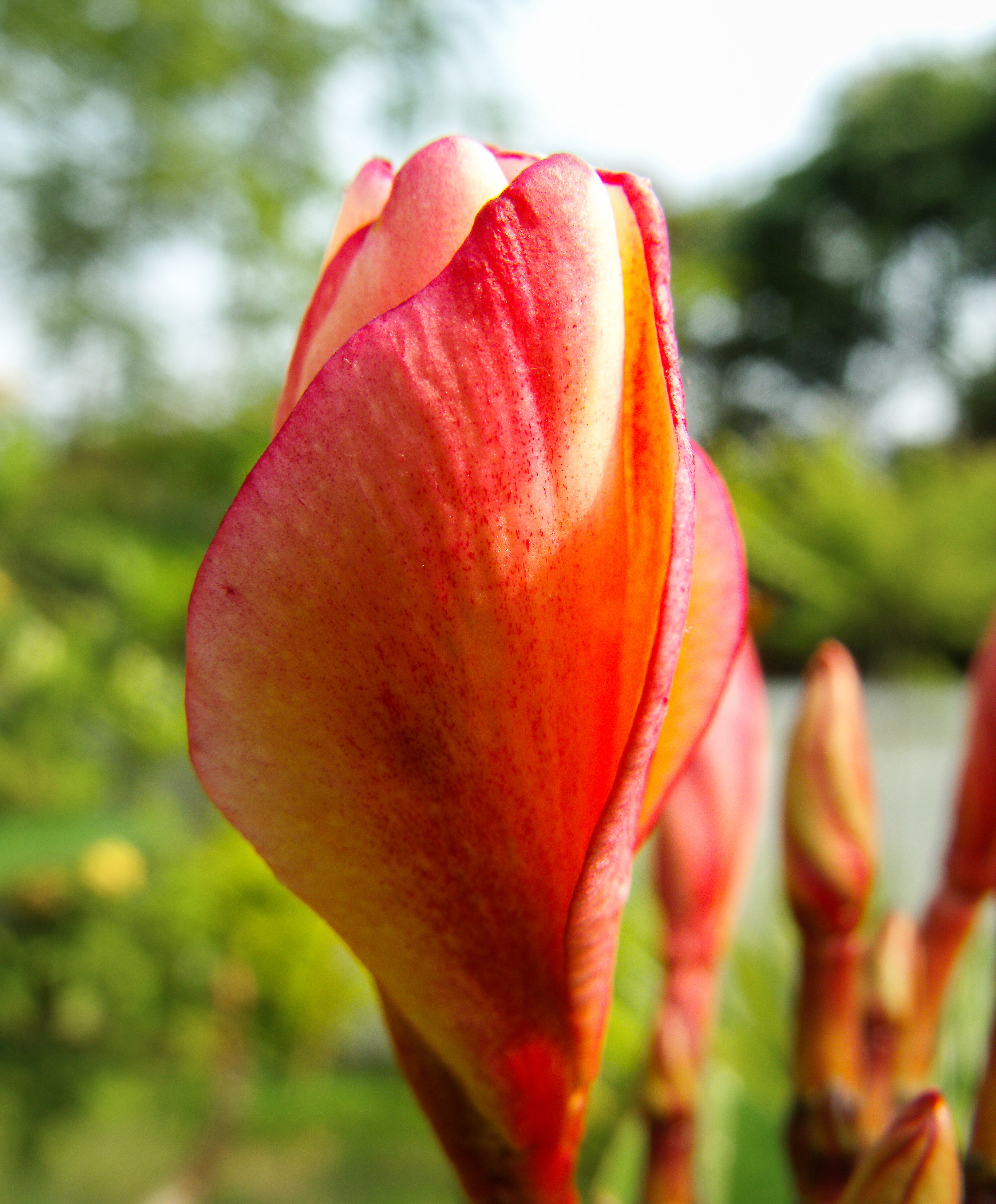 Wonderful fire red Flower free image download