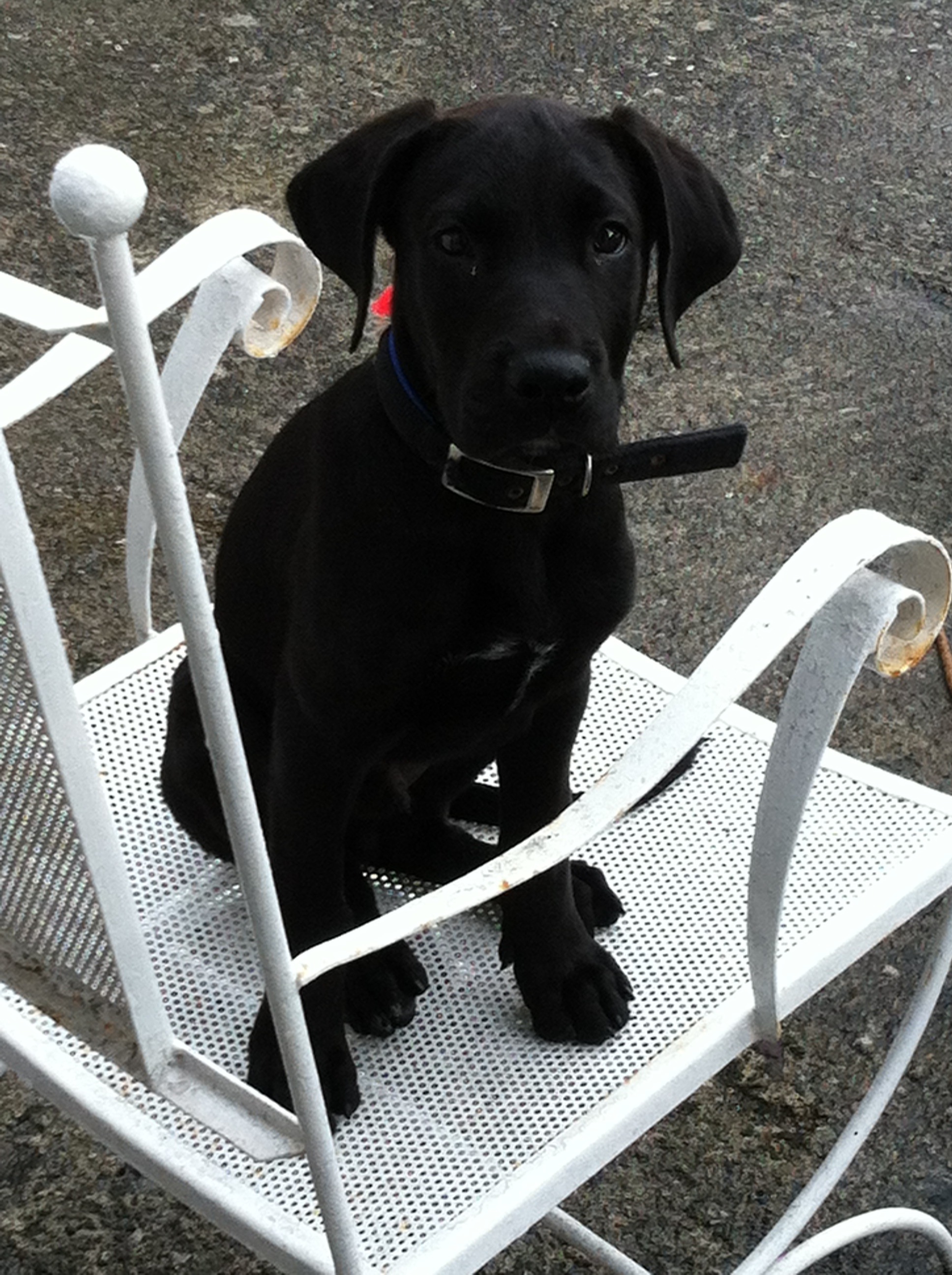 Labrador Baby at white chair free image download